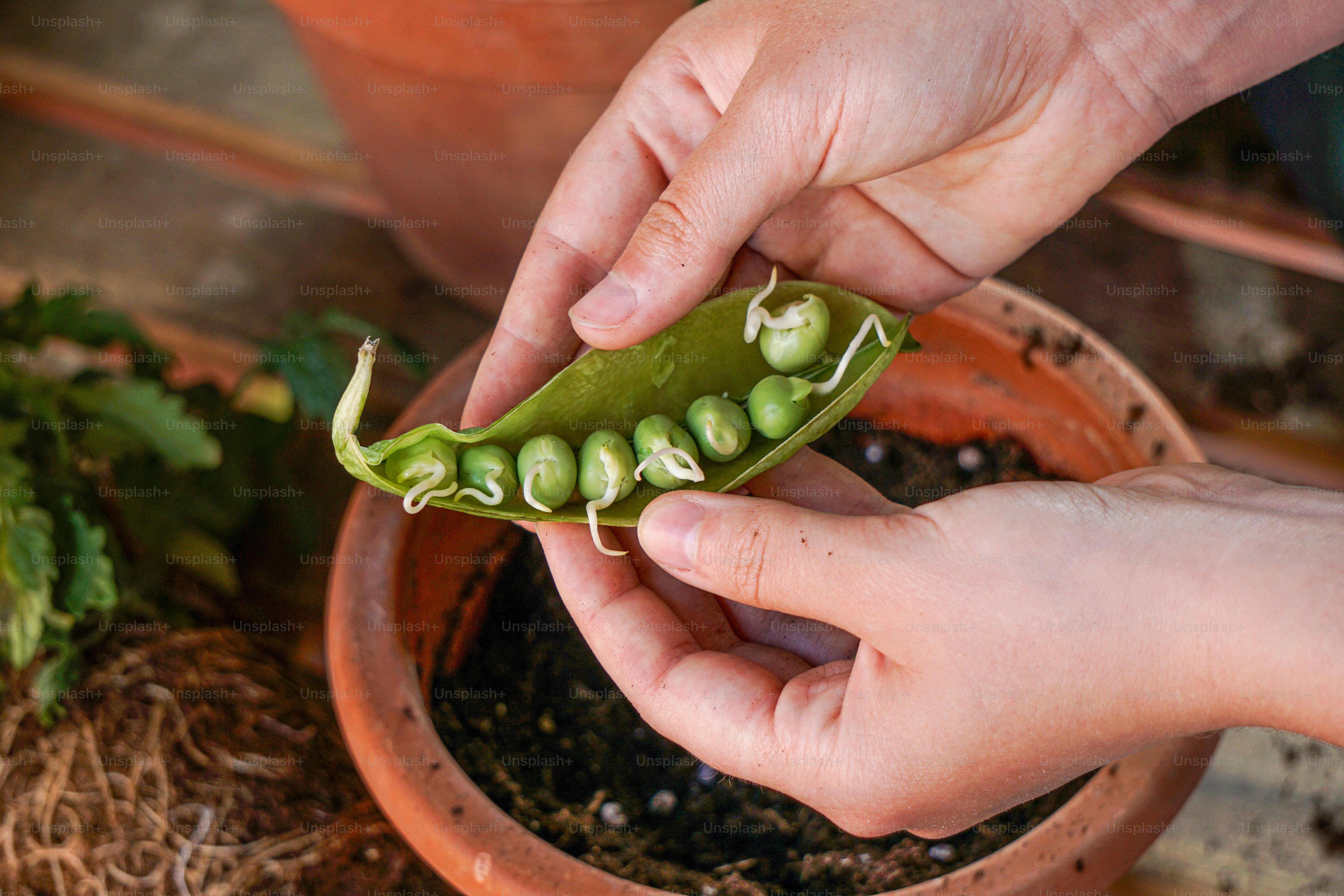 Hands holding open a pea pod. photo – Spring Image on Unsplash
