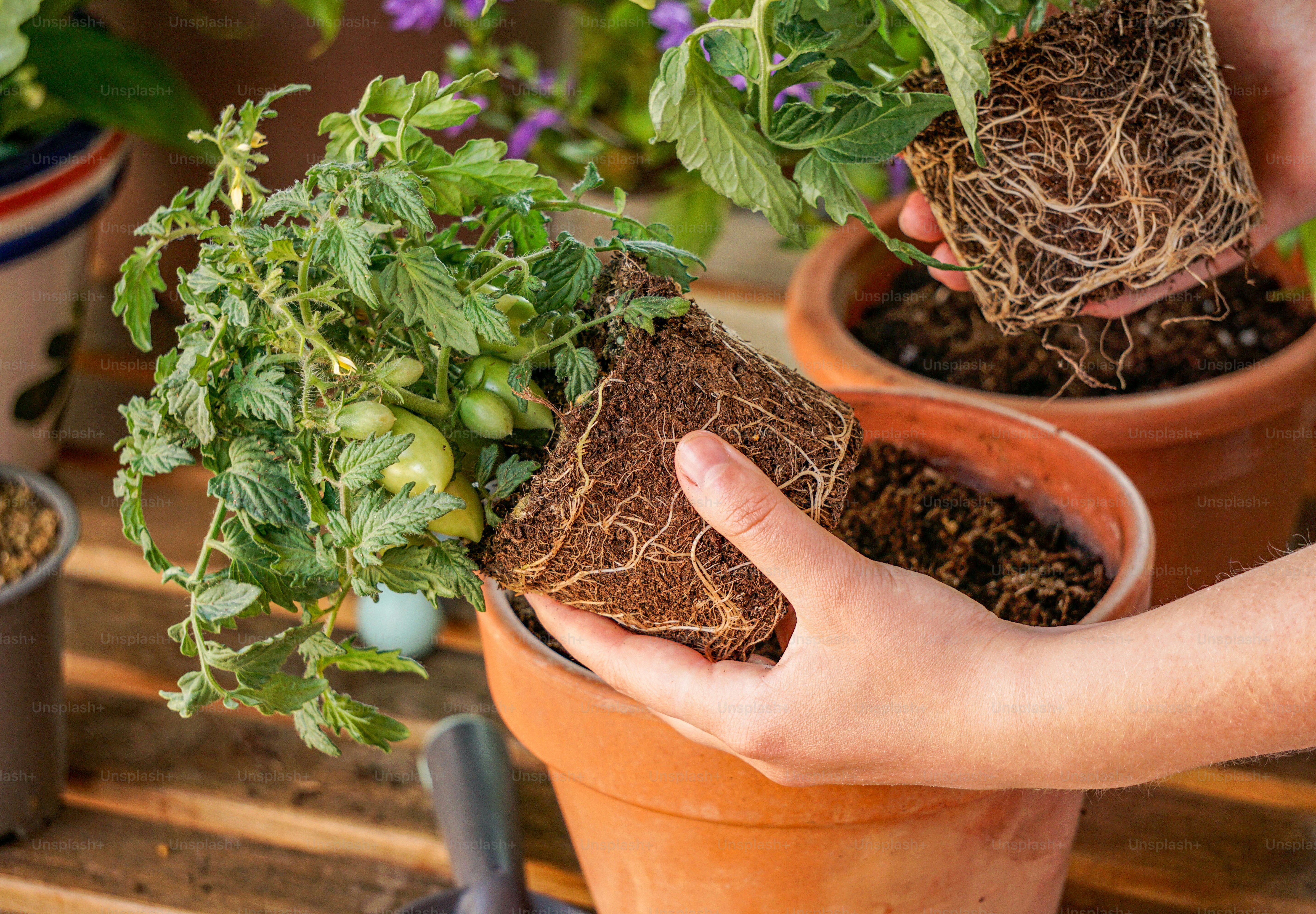 Plantar una planta de tomate en una maceta más grande. foto – Imagen de ...