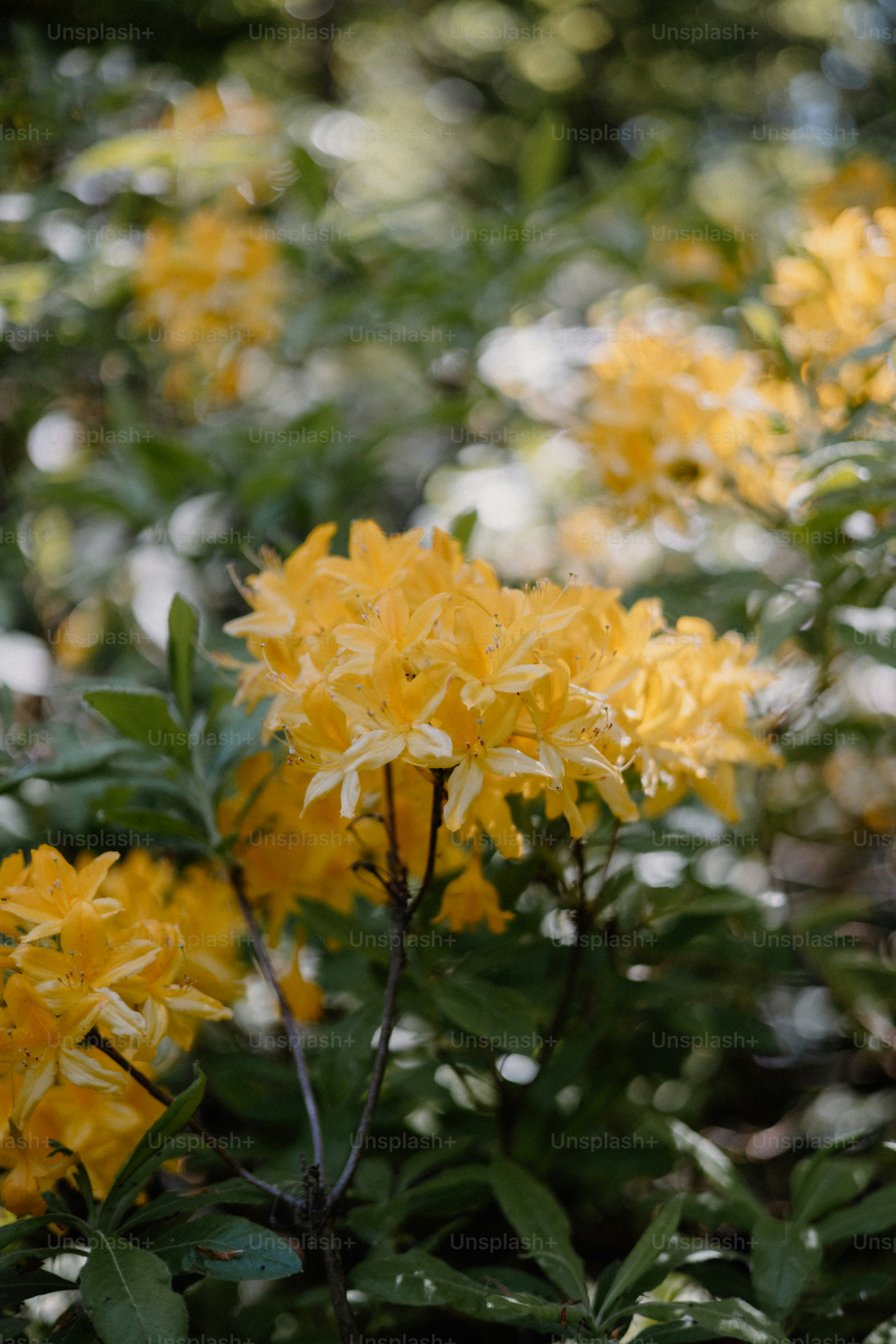 Yellow flowers bloom brightly in the green foliage. photo – Plant Image ...
