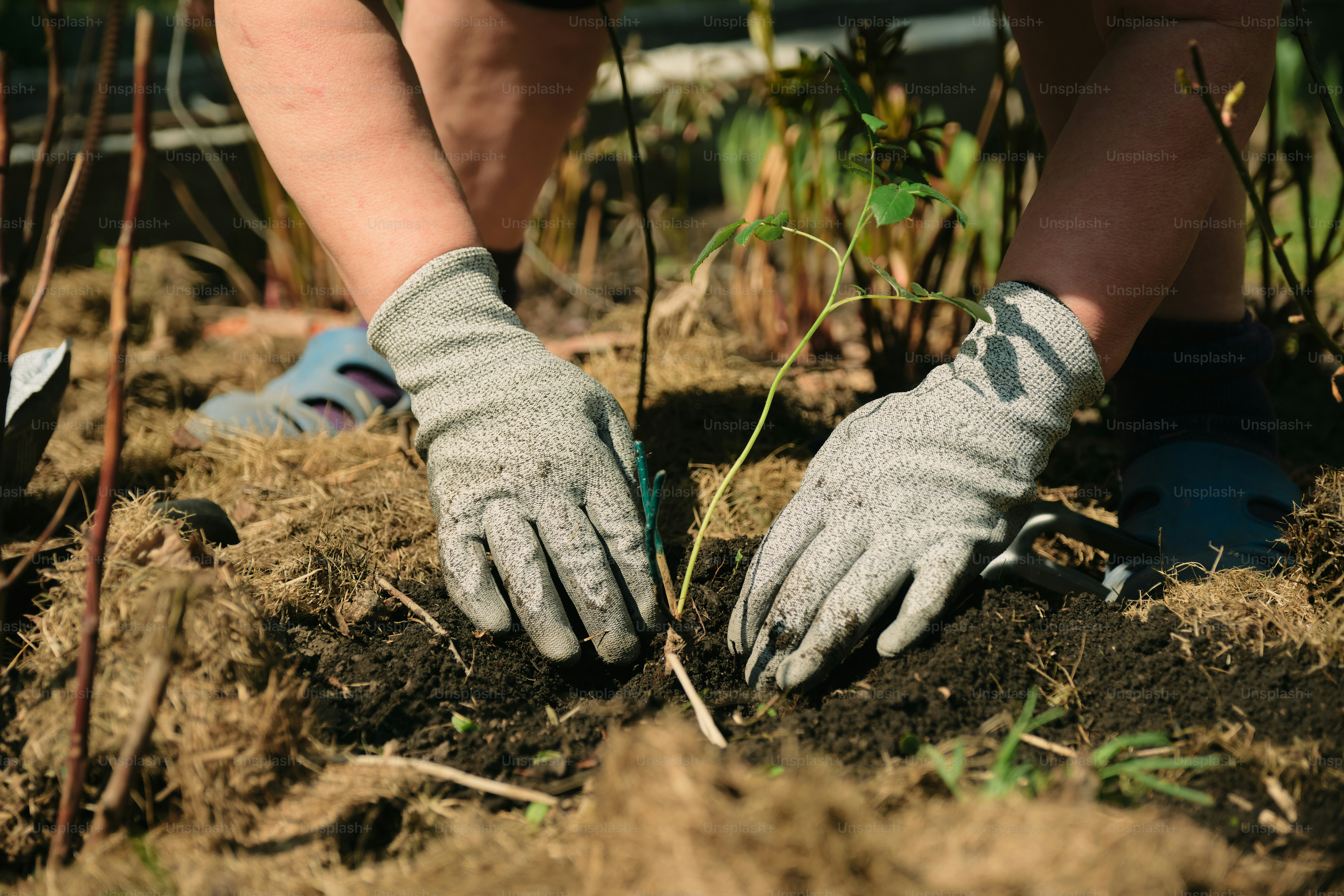 Someone plants a seedling in the garden. photo – Spring Image on Unsplash