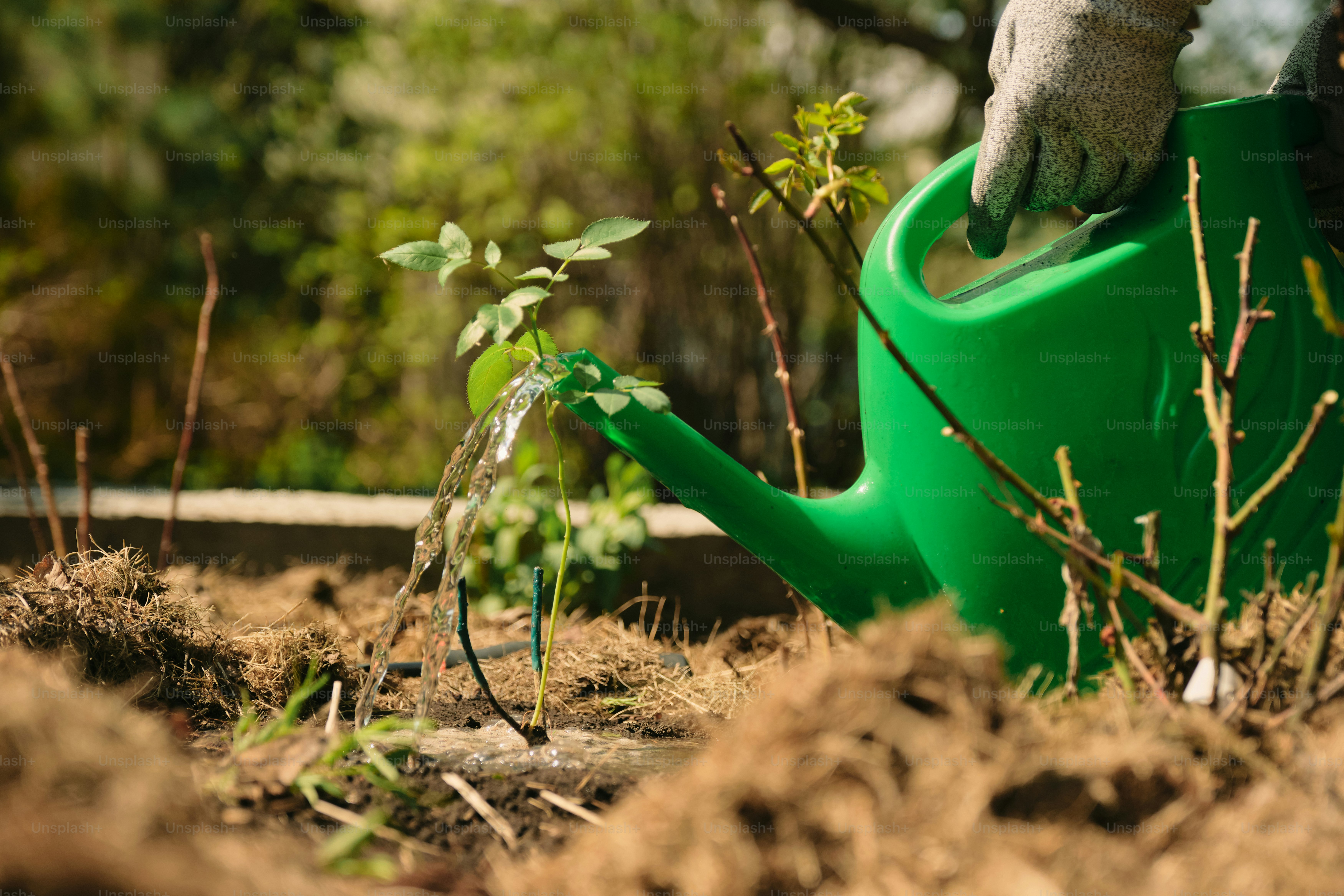 Someone plants a seedling in the garden. photo – Spring Image on Unsplash