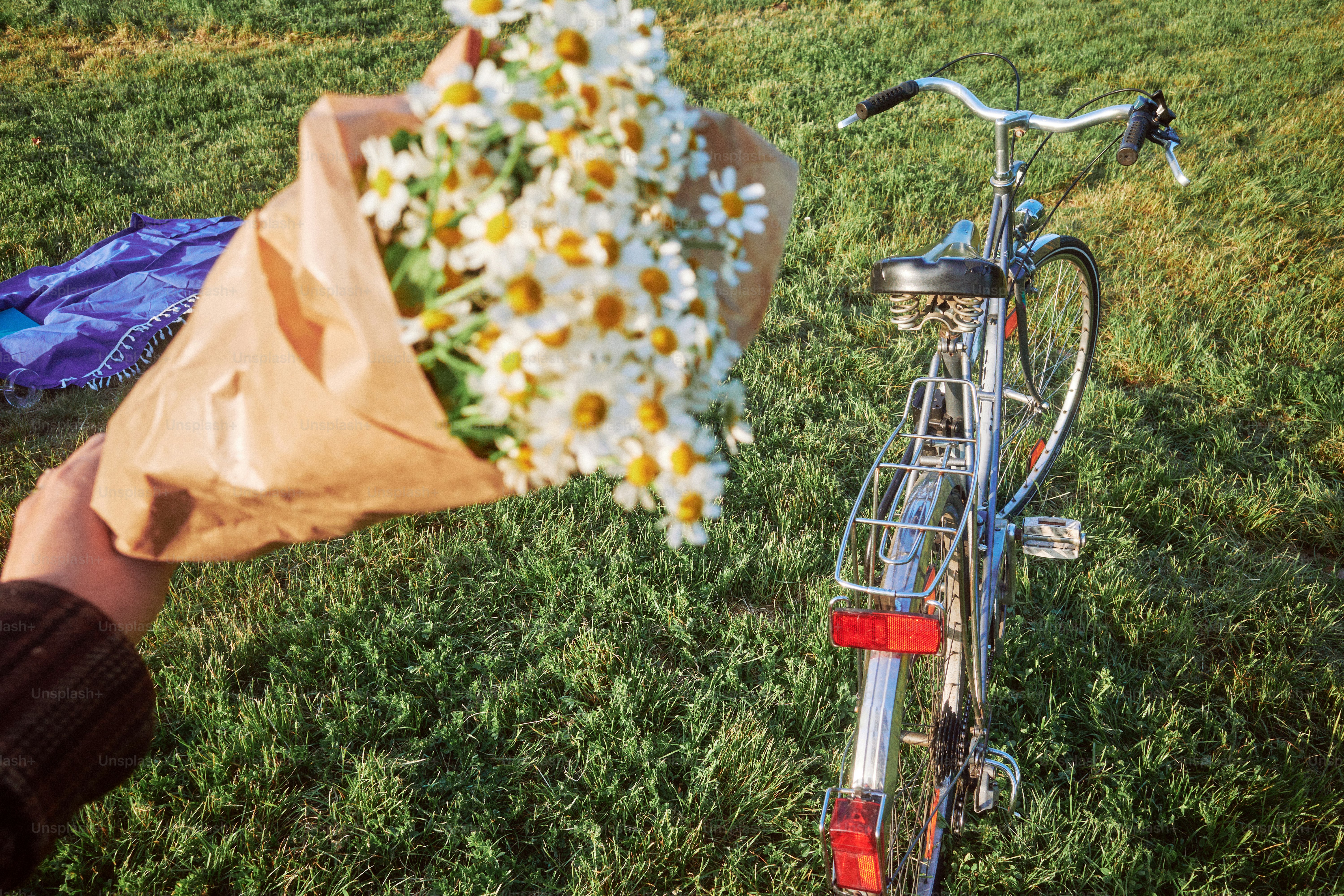 Daisy bouquet and bicycle in the sunny field. photo – Spring Image on ...