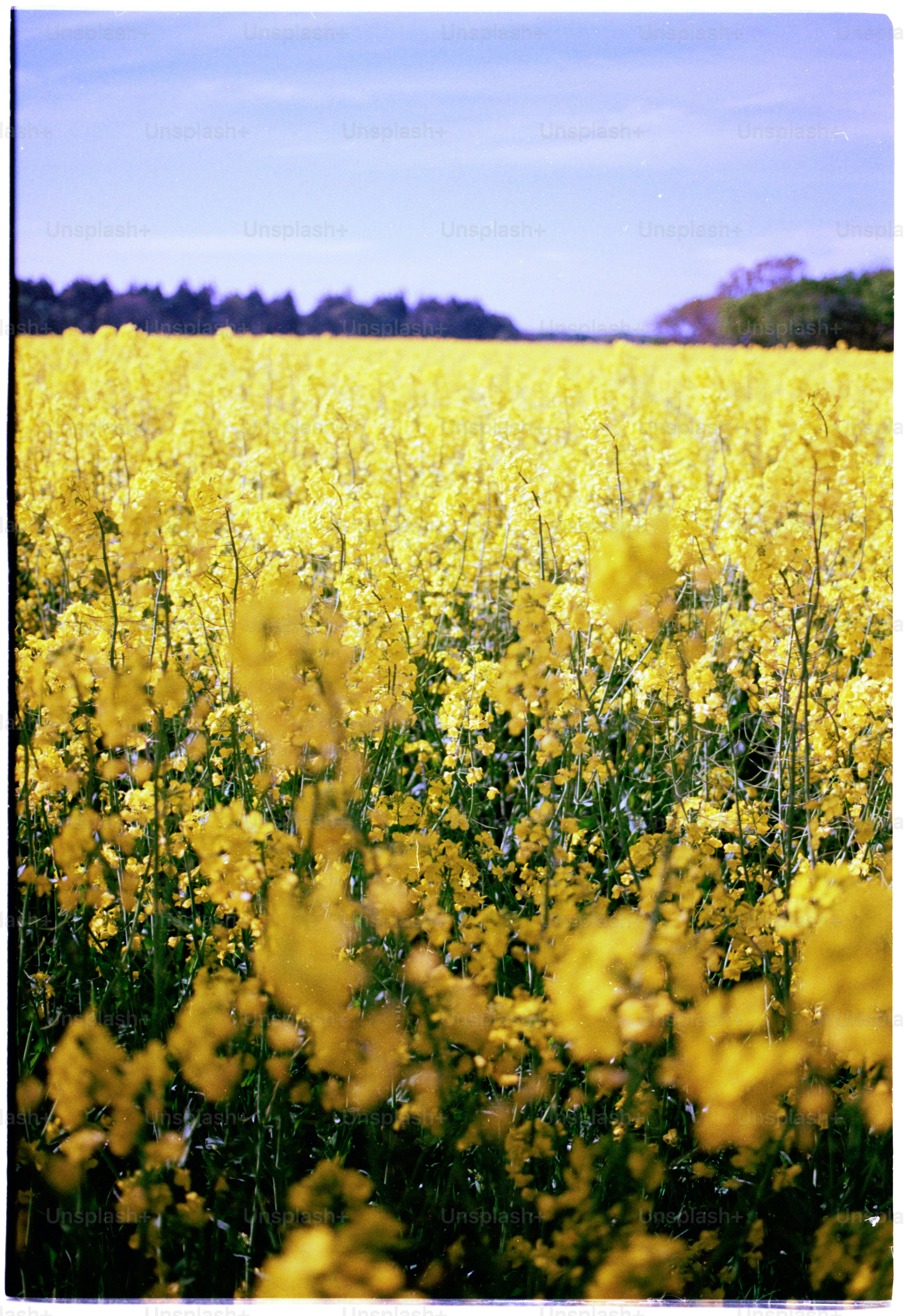 Fields of bright yellow flowers fill the landscape. photo – Spring ...
