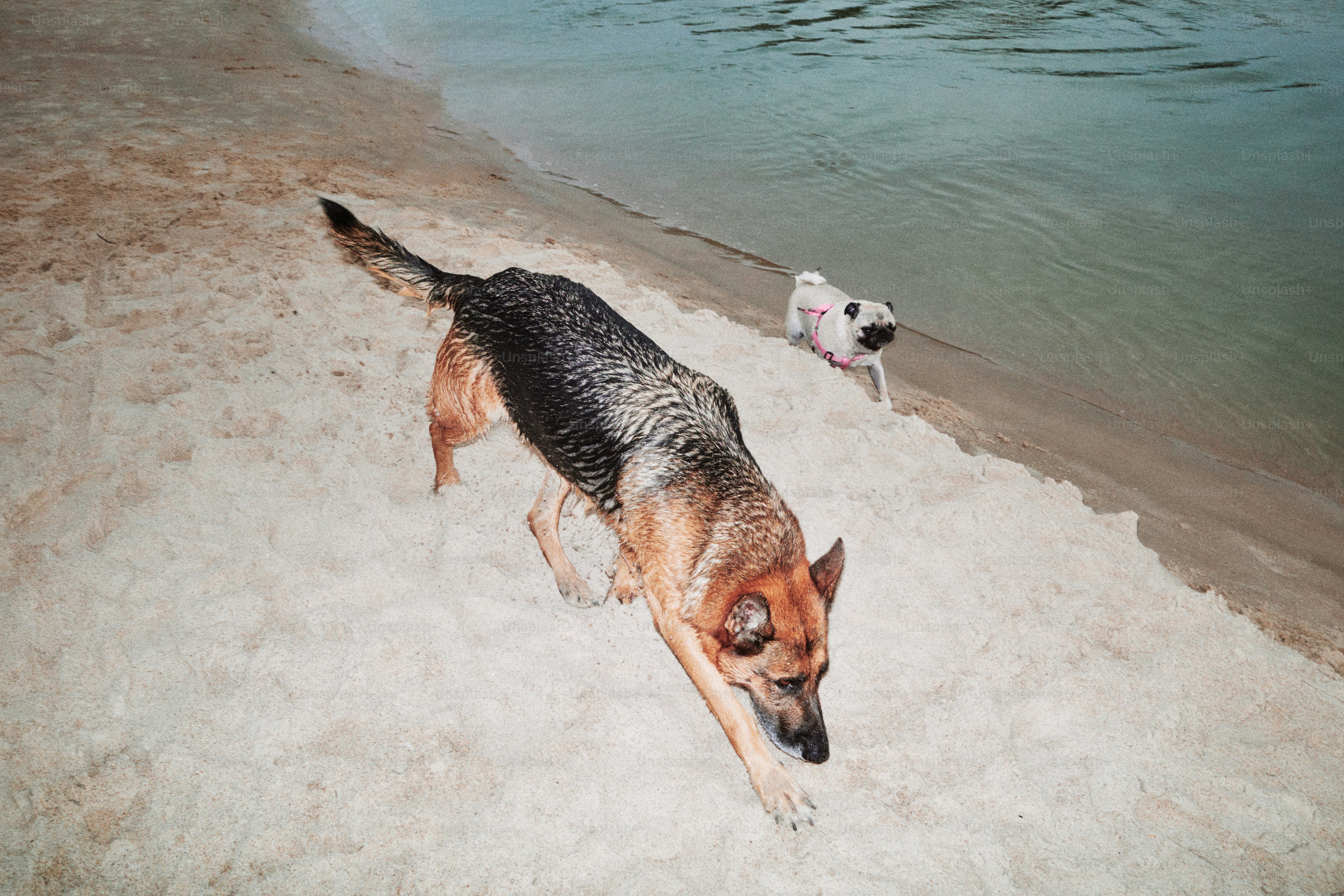 Two dogs playing on a sandy beach. photo – Dog Image on Unsplash