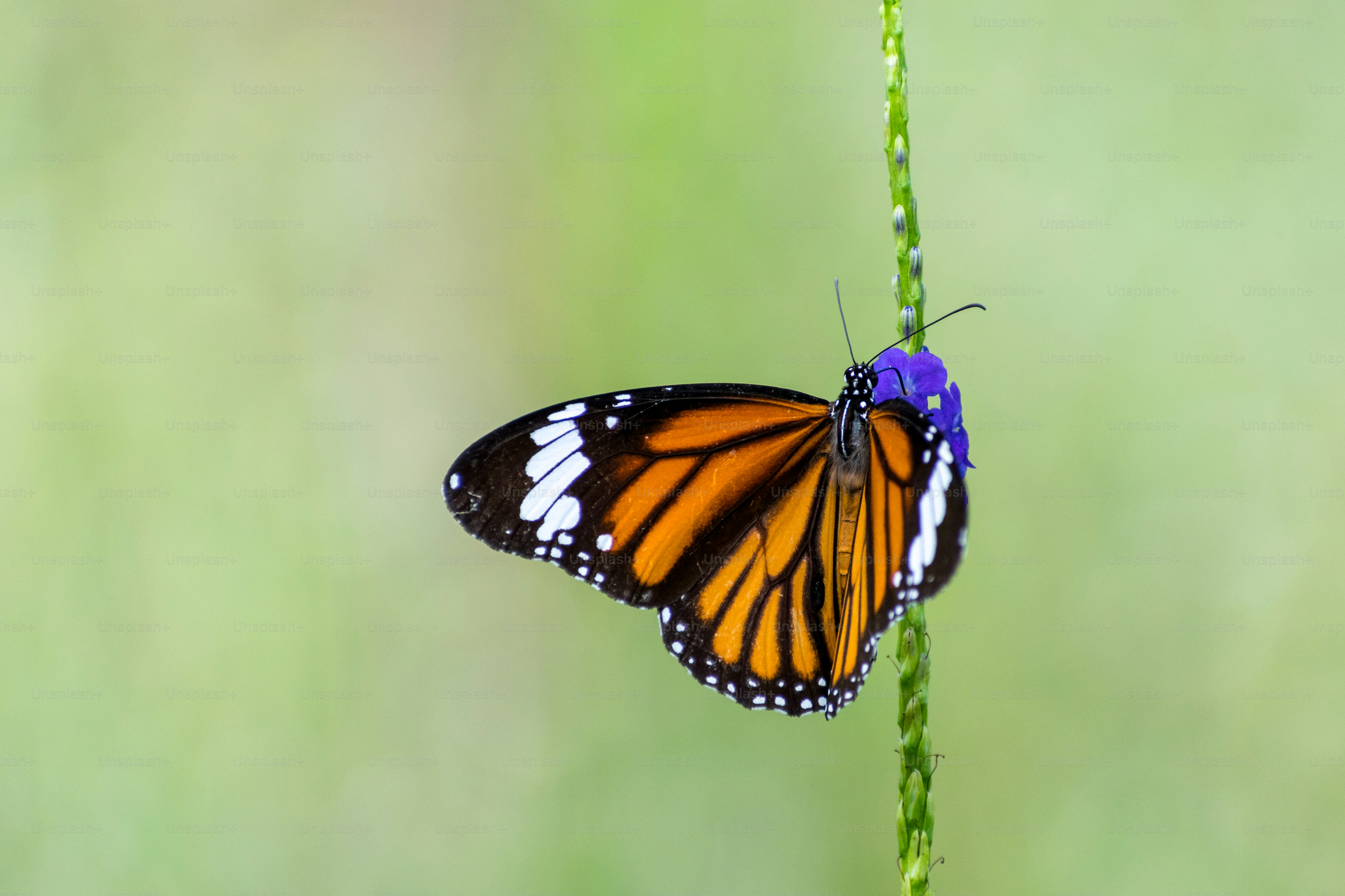 Una bellissima farfalla monarca che riposa su una pianta. foto – Immagine di Fiore su Unsplash