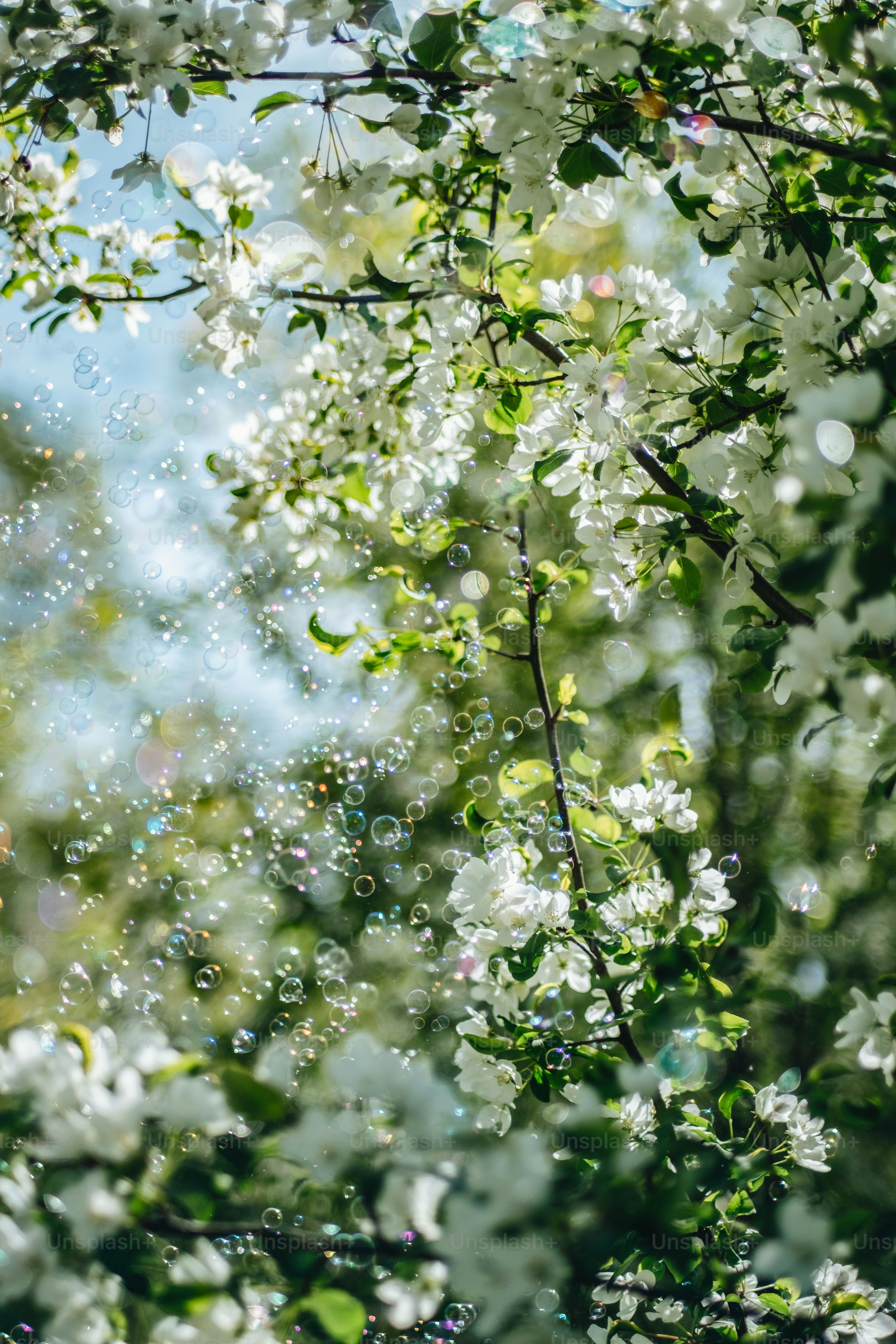 Bubbles float through blooming white flowers. photo – Spring Image on ...