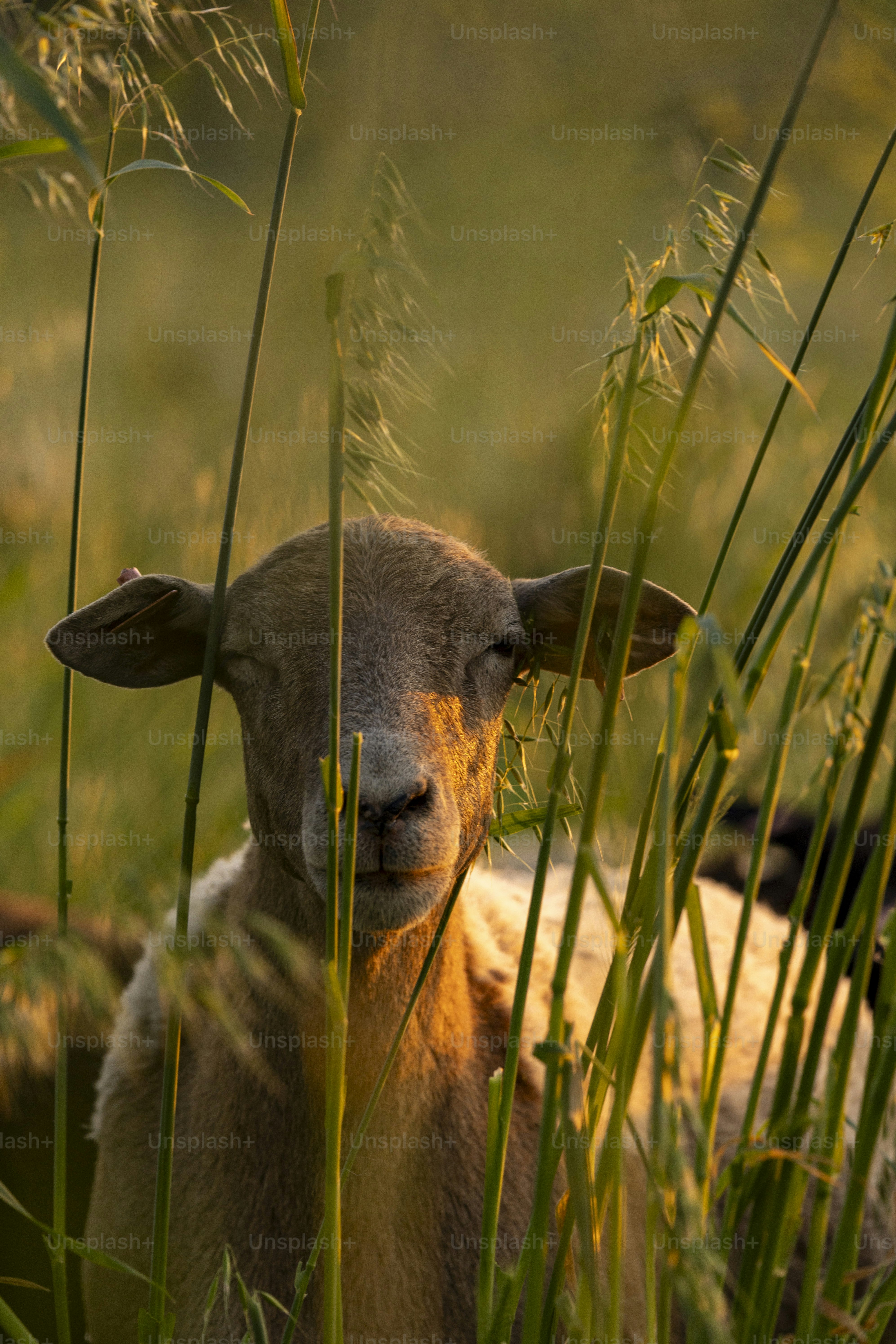 A sheep poses in a field of grass. photo – Spring Image on Unsplash