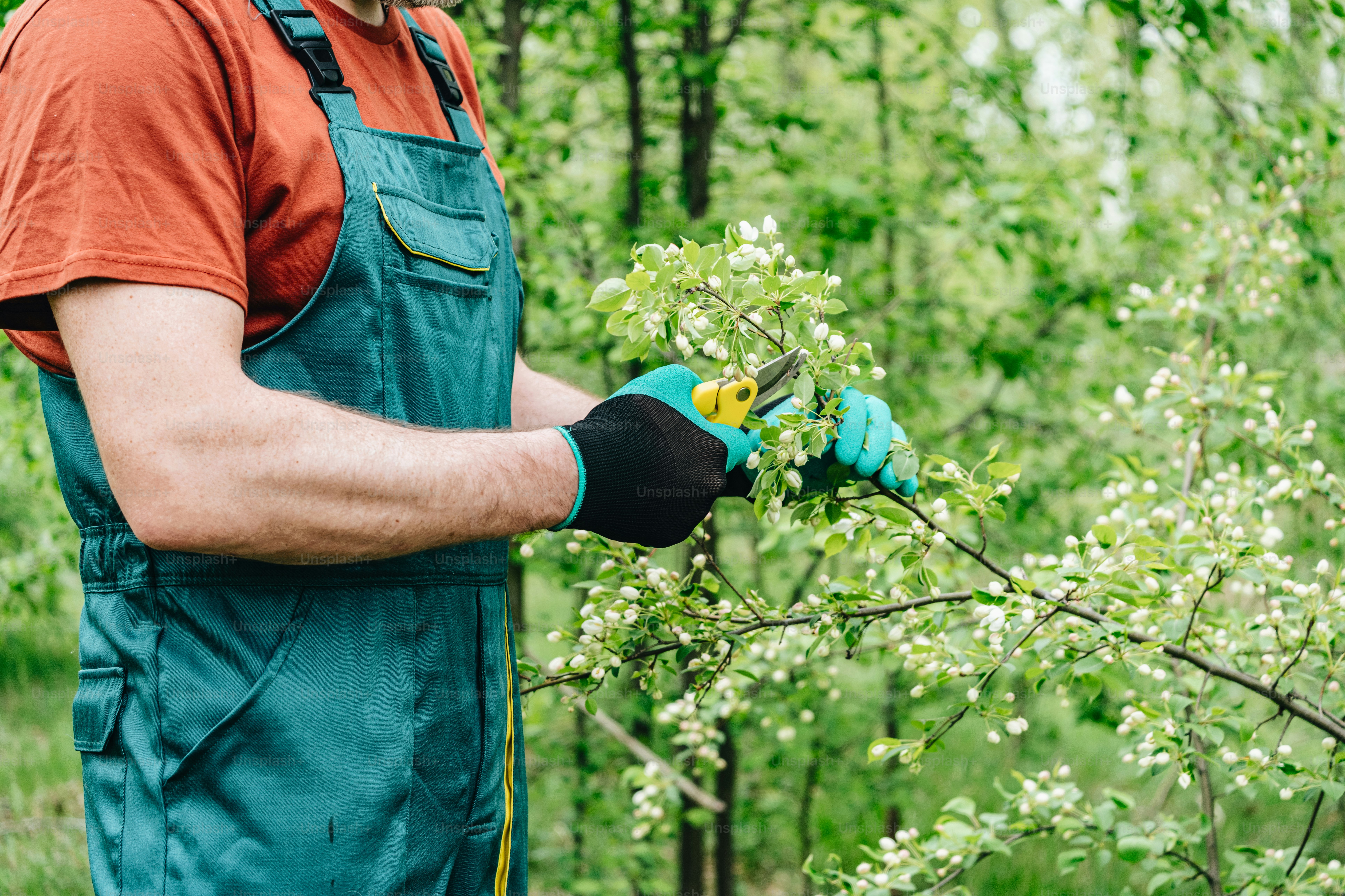 Gardener prunes a plant with pruning shears. photo – Spring Image on ...