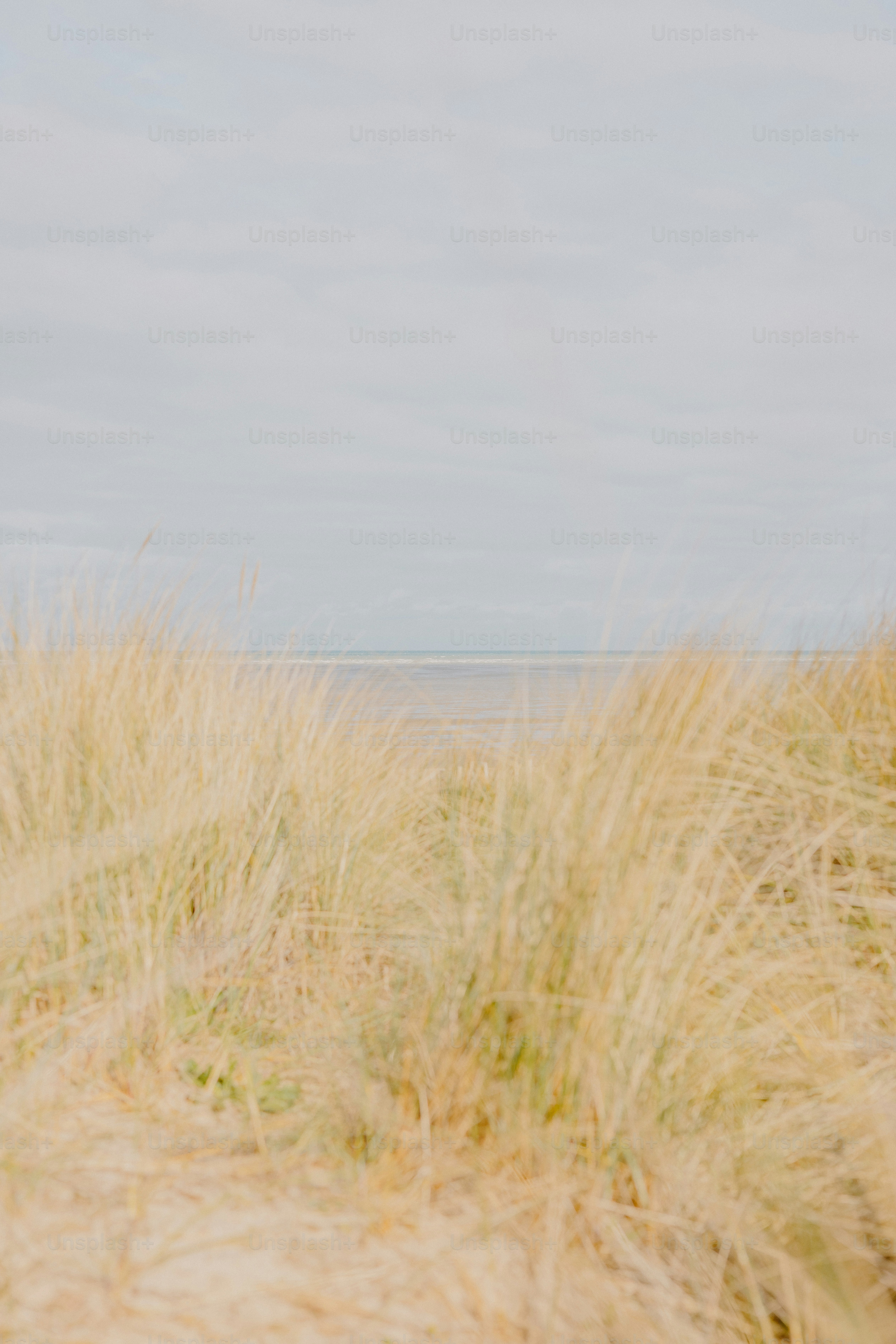 Tall grass frames a view of the ocean. photo – Beach Image on Unsplash