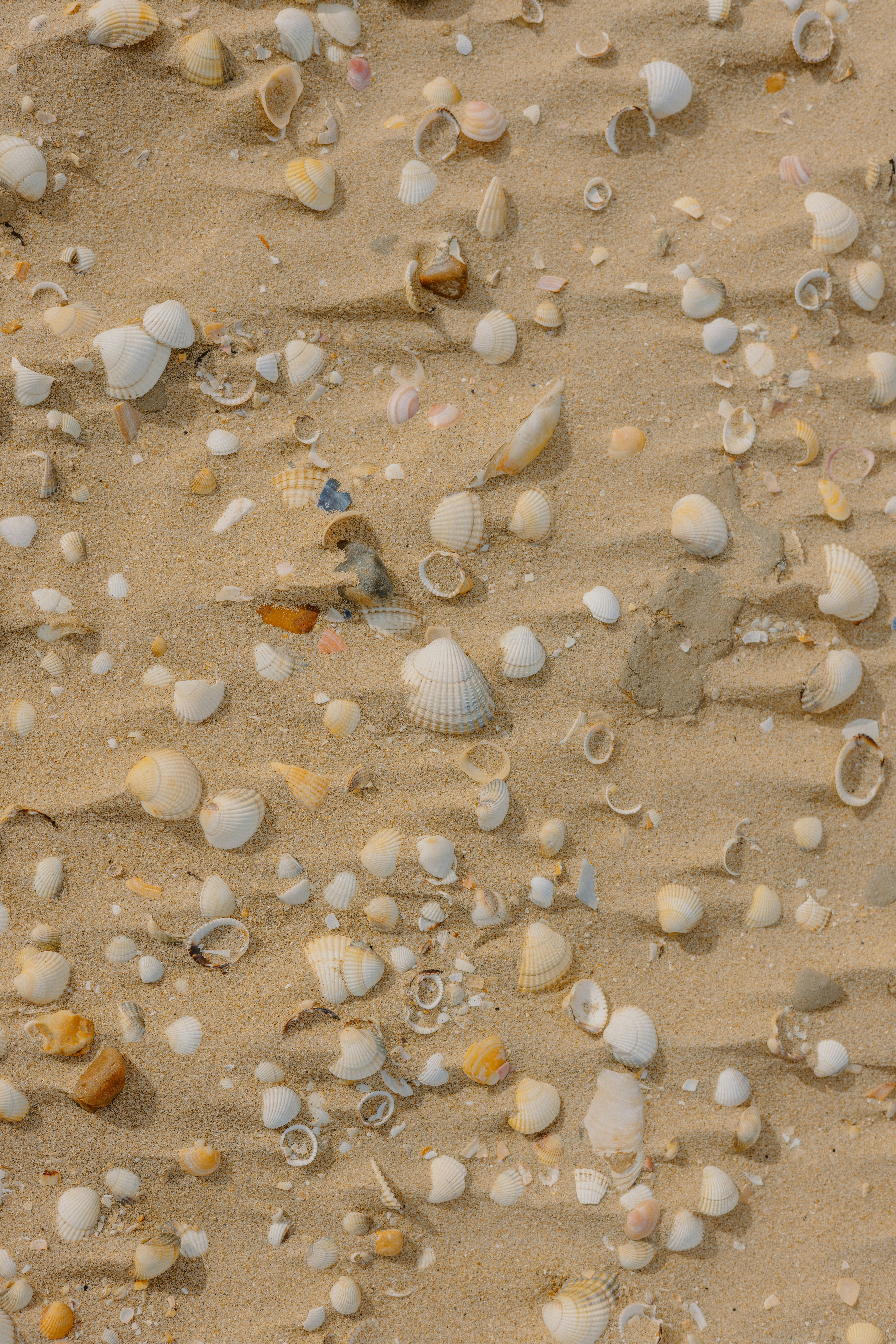 Seashells scattered on a sandy beach. photo – Background Image on Unsplash