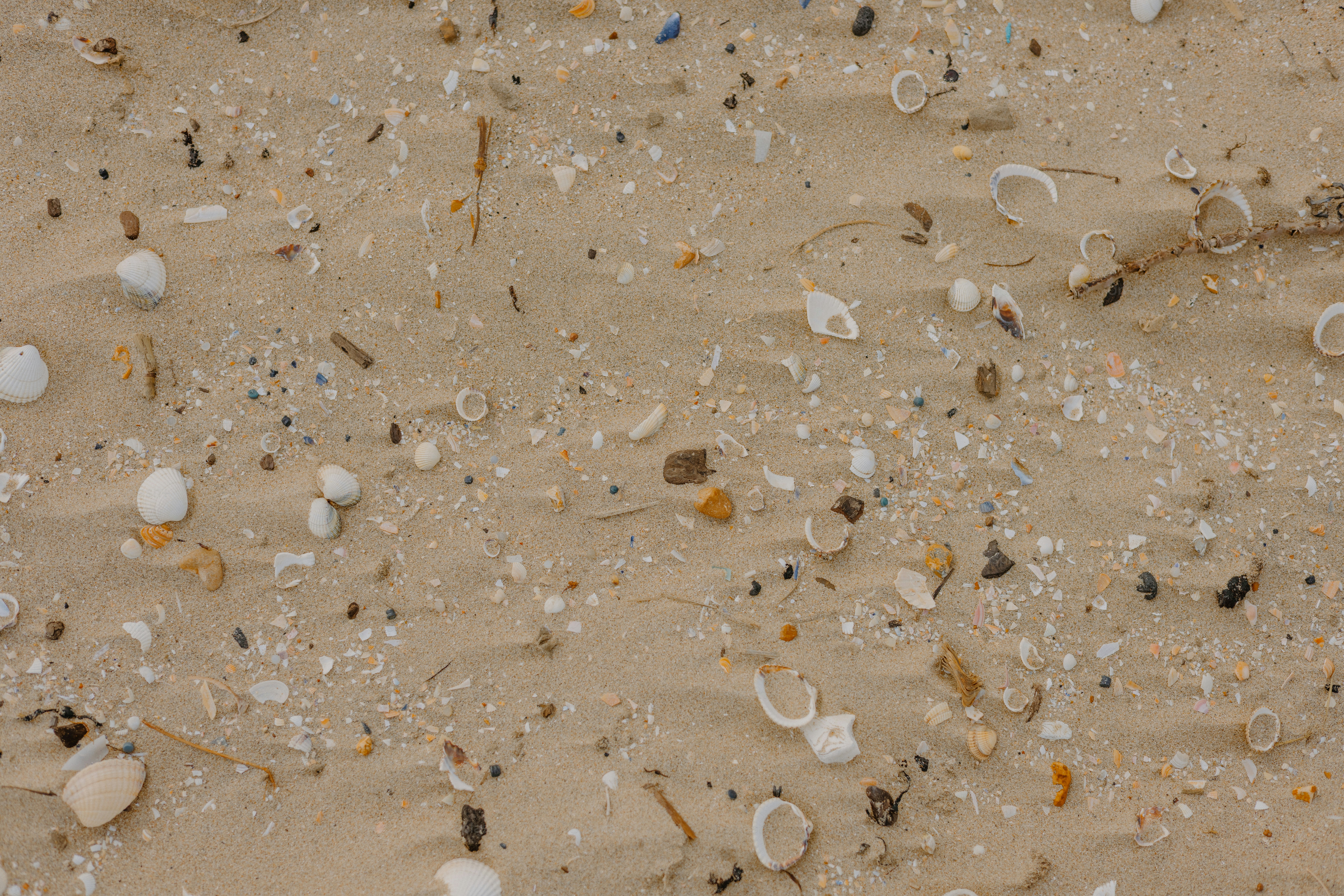 Seashells scattered on a sandy beach. photo – Background Image on Unsplash