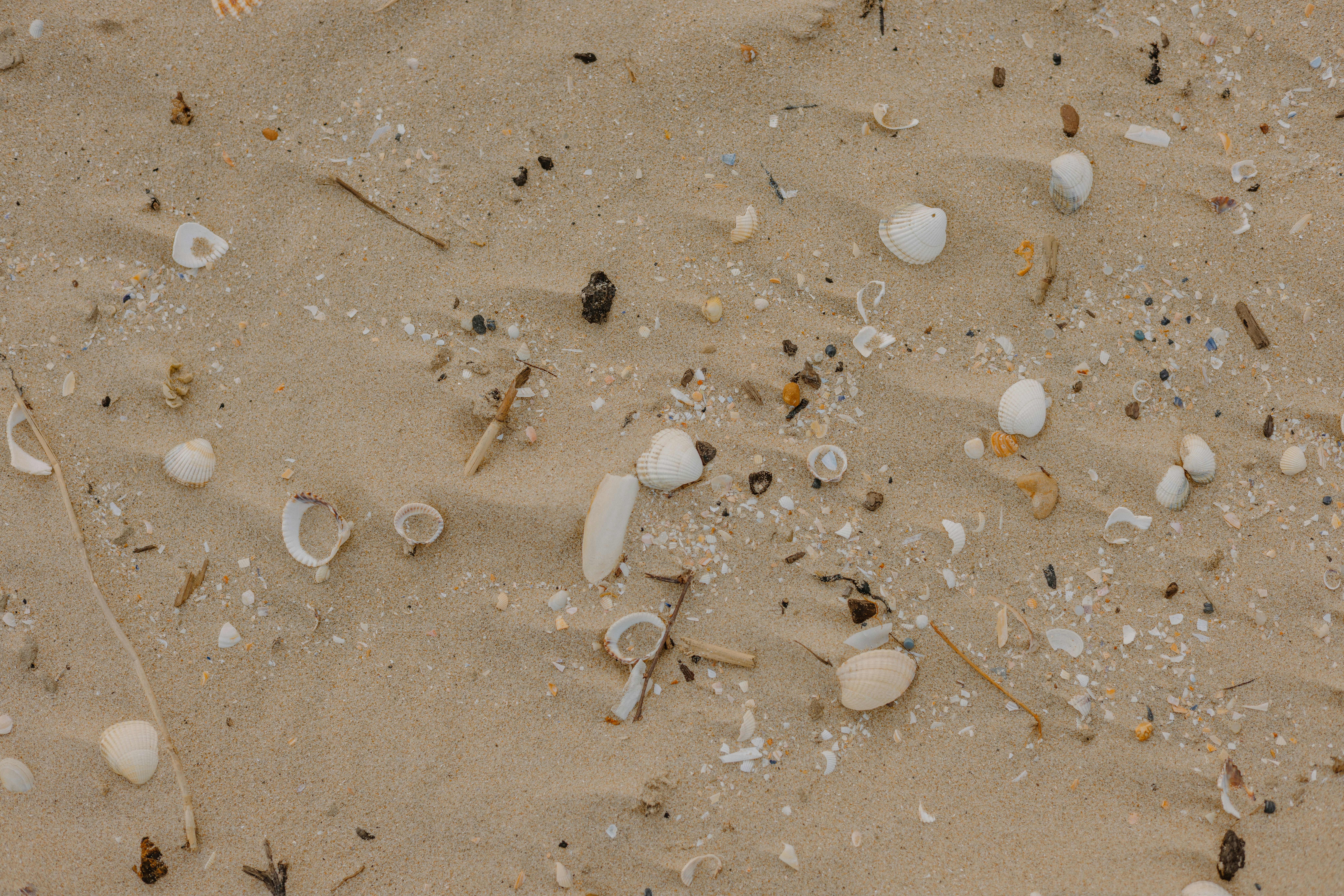 Shells and debris scattered across the sandy beach. photo – Sand Image on Unsplash