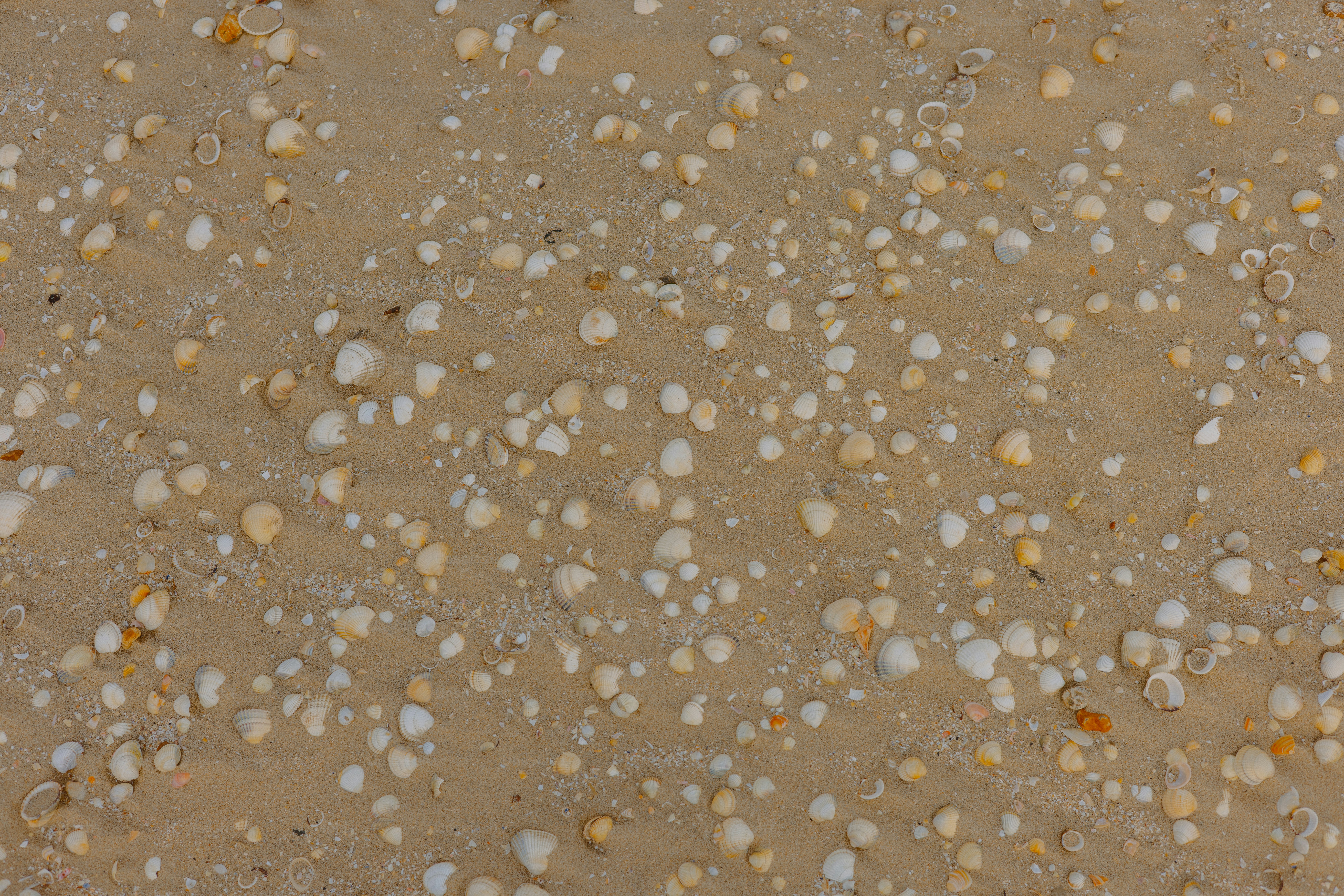 Sand is dotted with small, light-colored shells. photo – Sand Image on ...