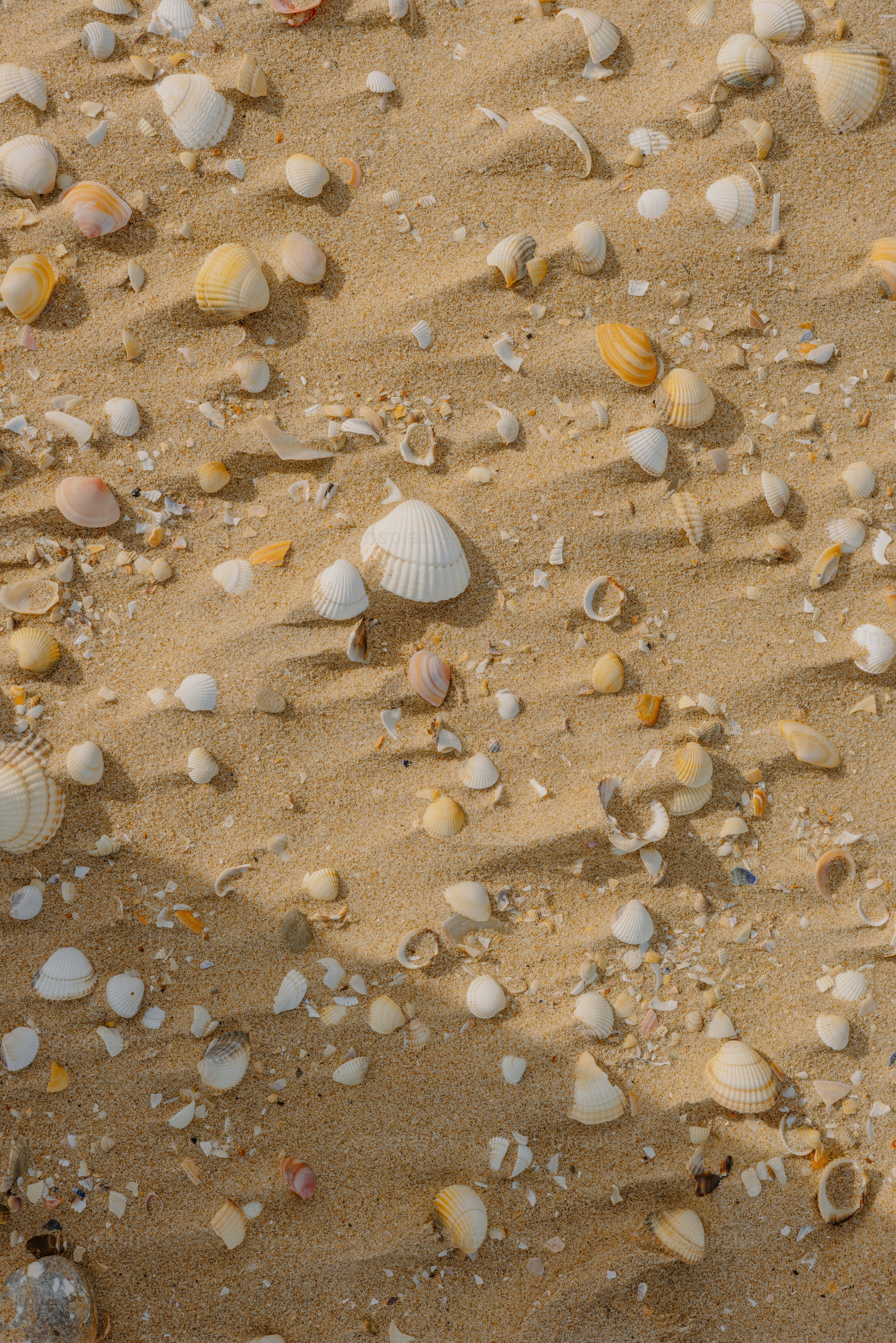 Seashells scattered on a sandy beach. photo – Background Image on Unsplash