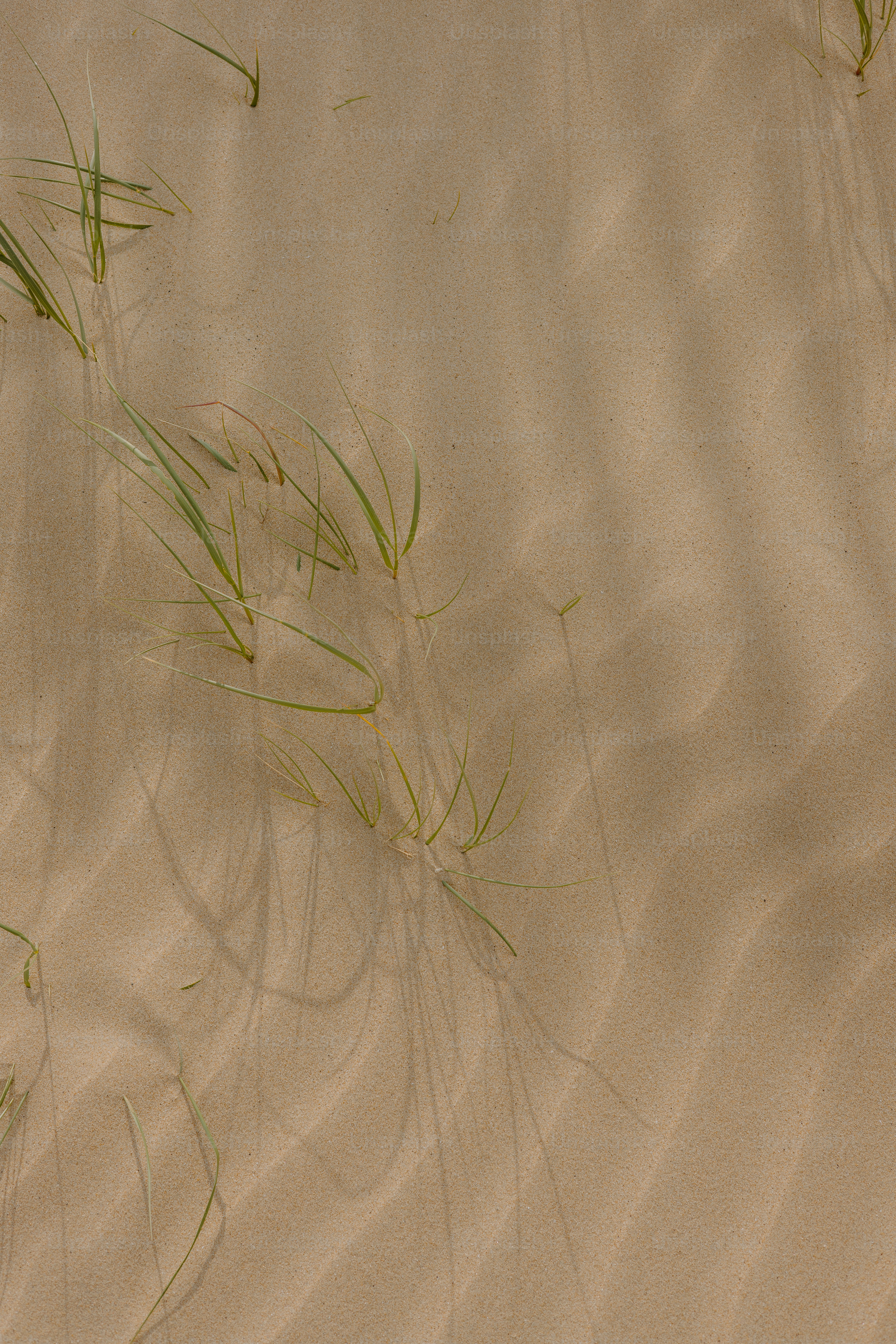Green grass sprigs grow in sandy dunes. photo – Beach Image on Unsplash