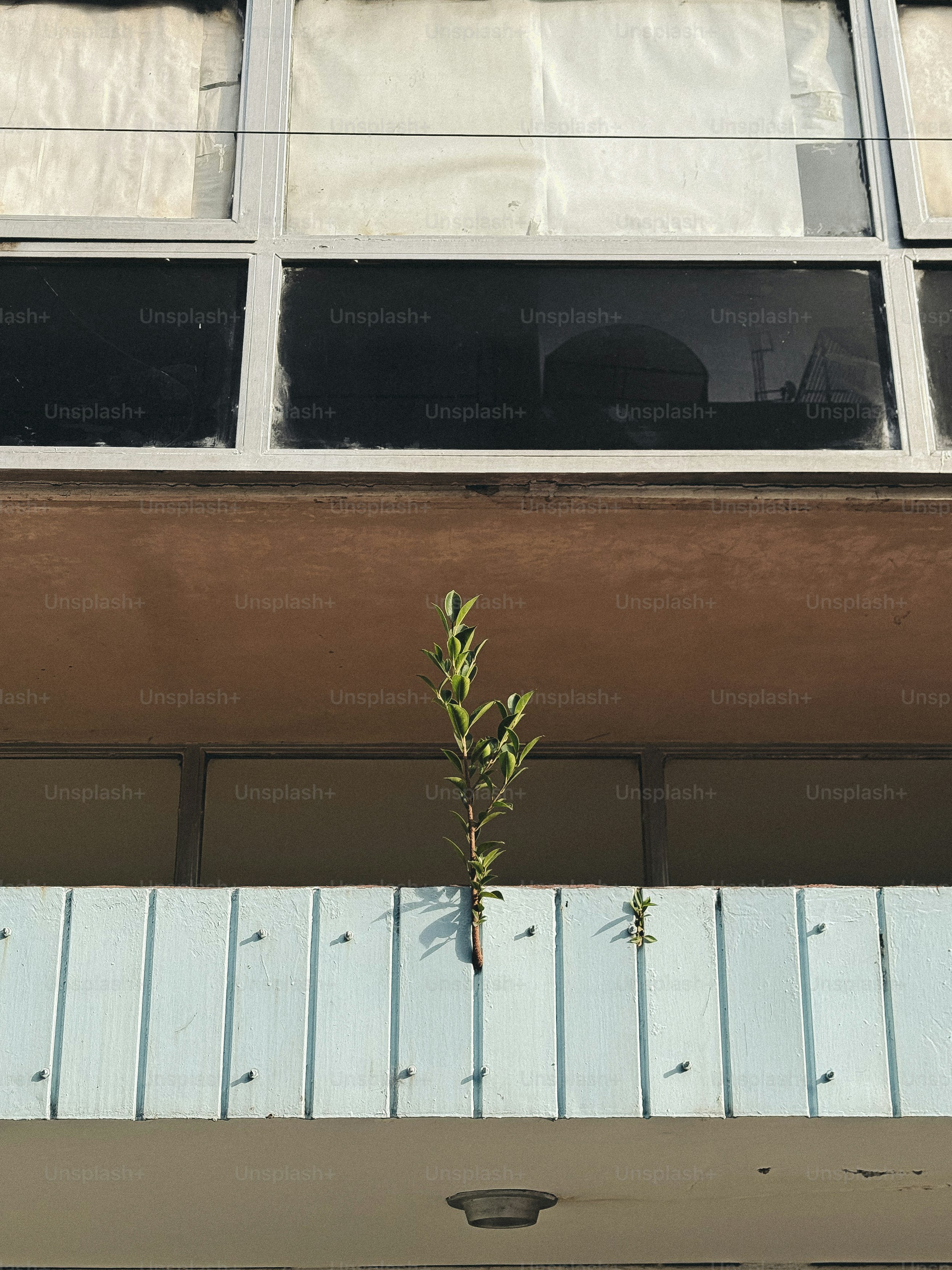 A plant sprouts on an old building's balcony. photo – City Image on ...