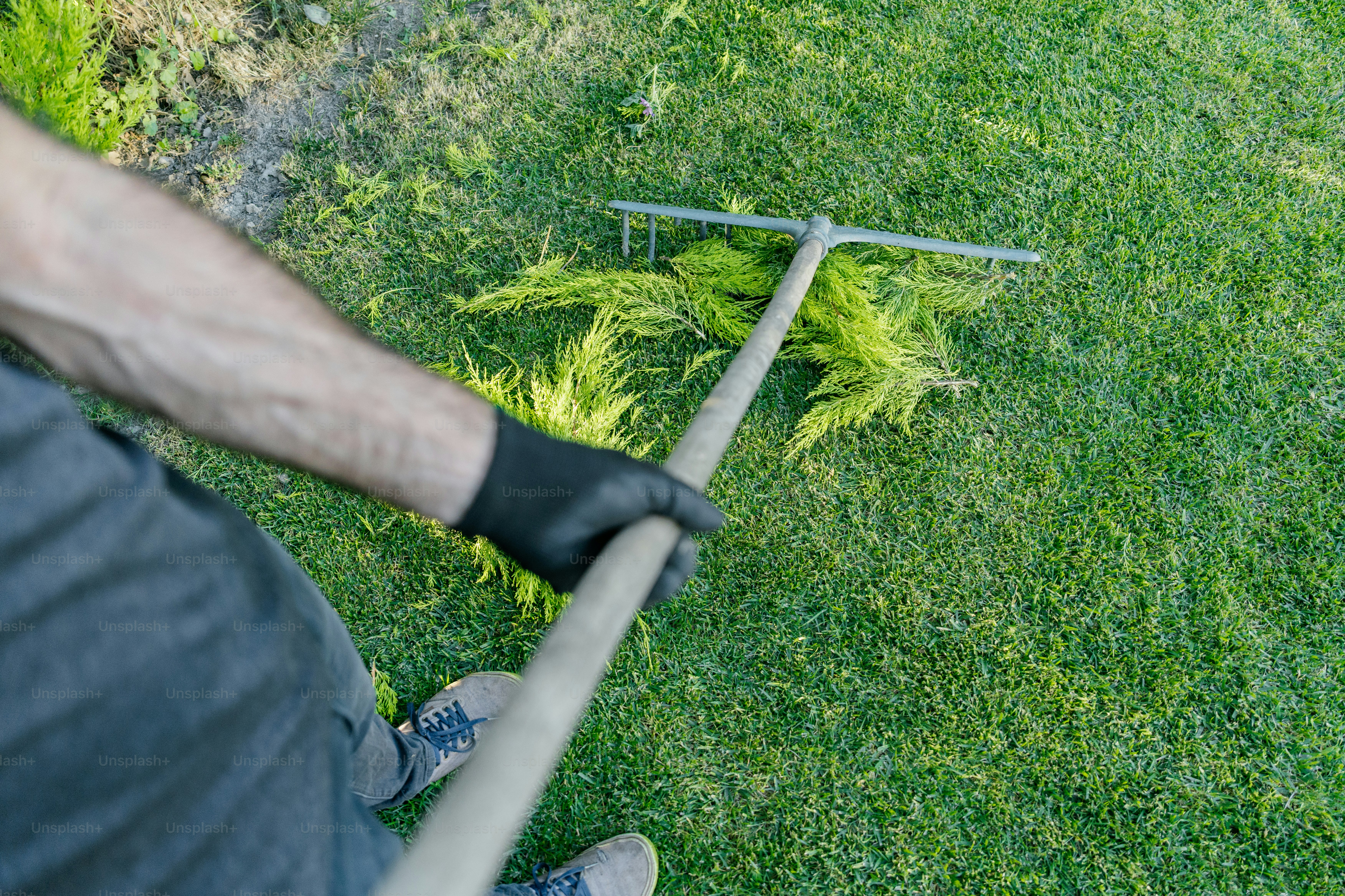 Someone is raking leaves on the green grass. photo – Spring Image on ...