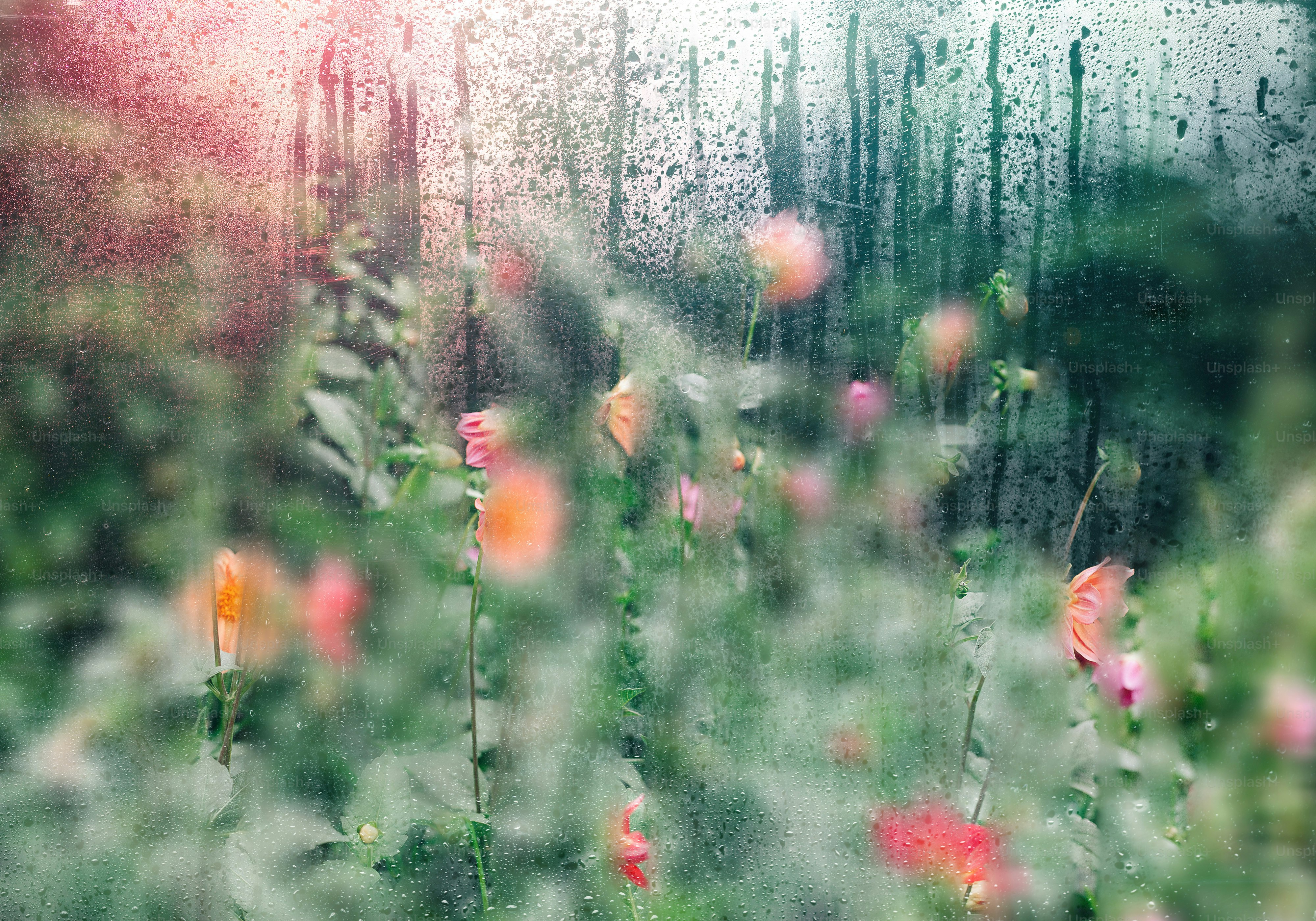 Flowers behind a rain-streaked window. photo – Wallpaper Image on Unsplash