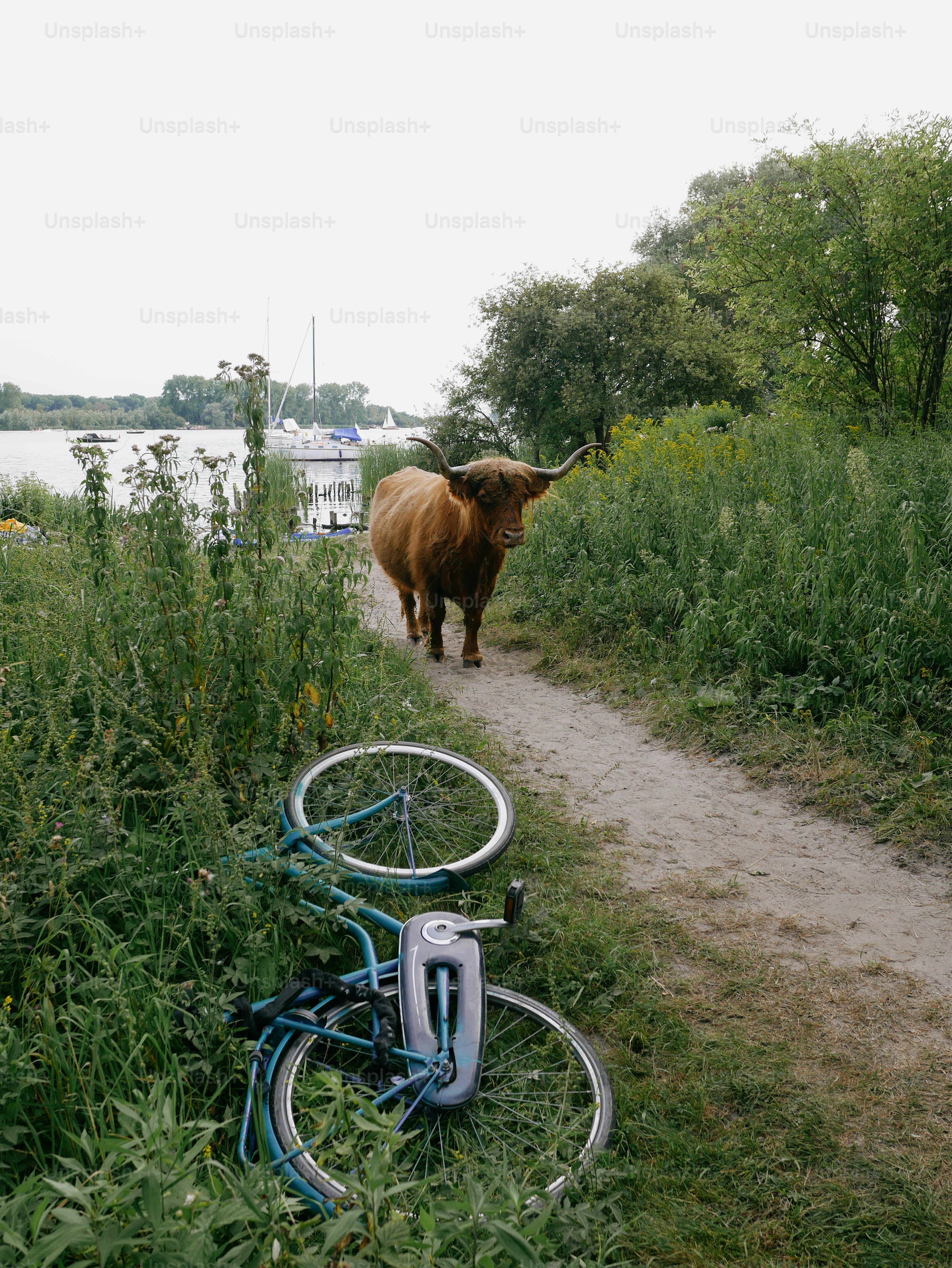 A highland cow encounters a bicycle on a path. photo – Bike Image on ...