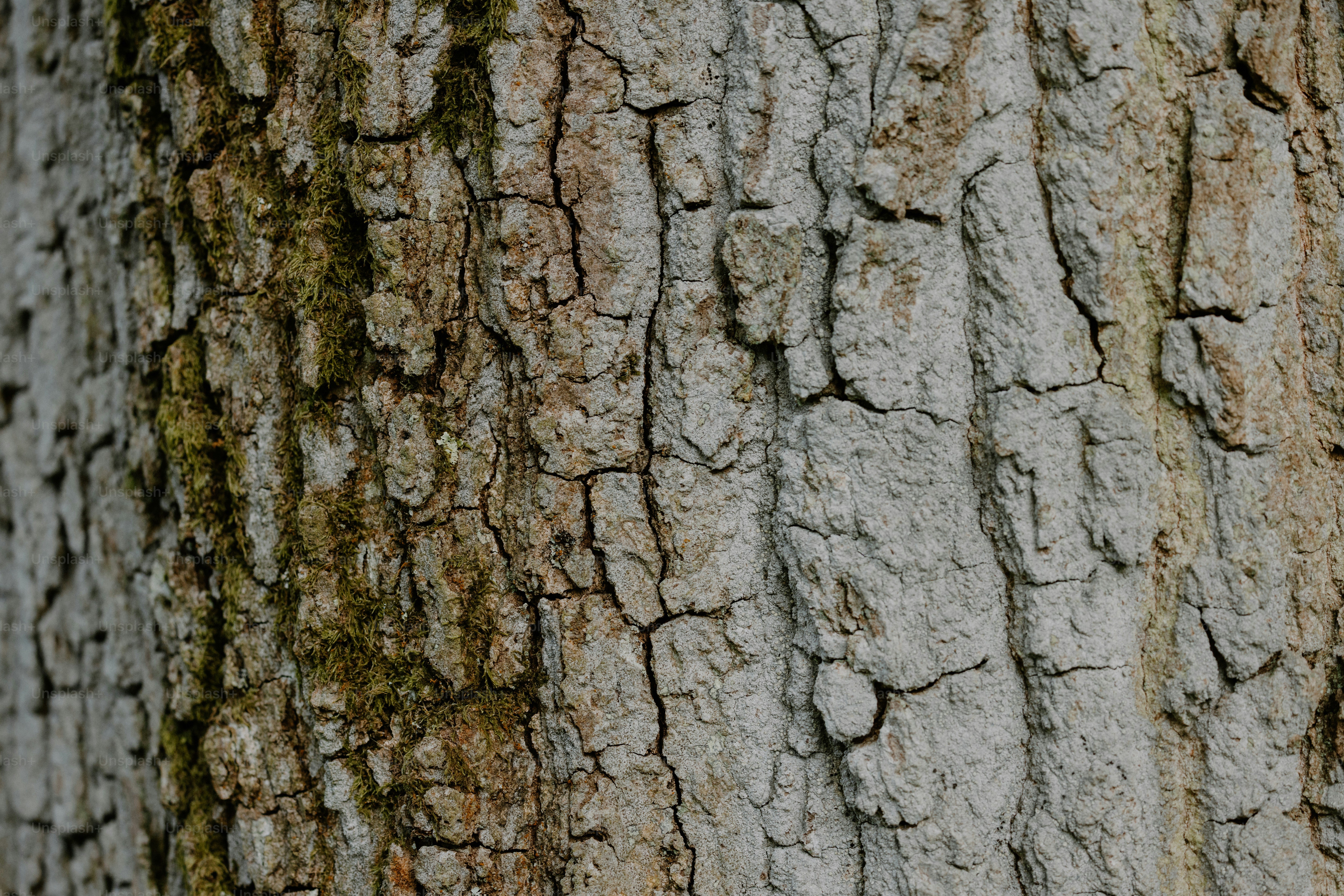 Close-up shows the rugged texture of tree bark. photo – Background ...