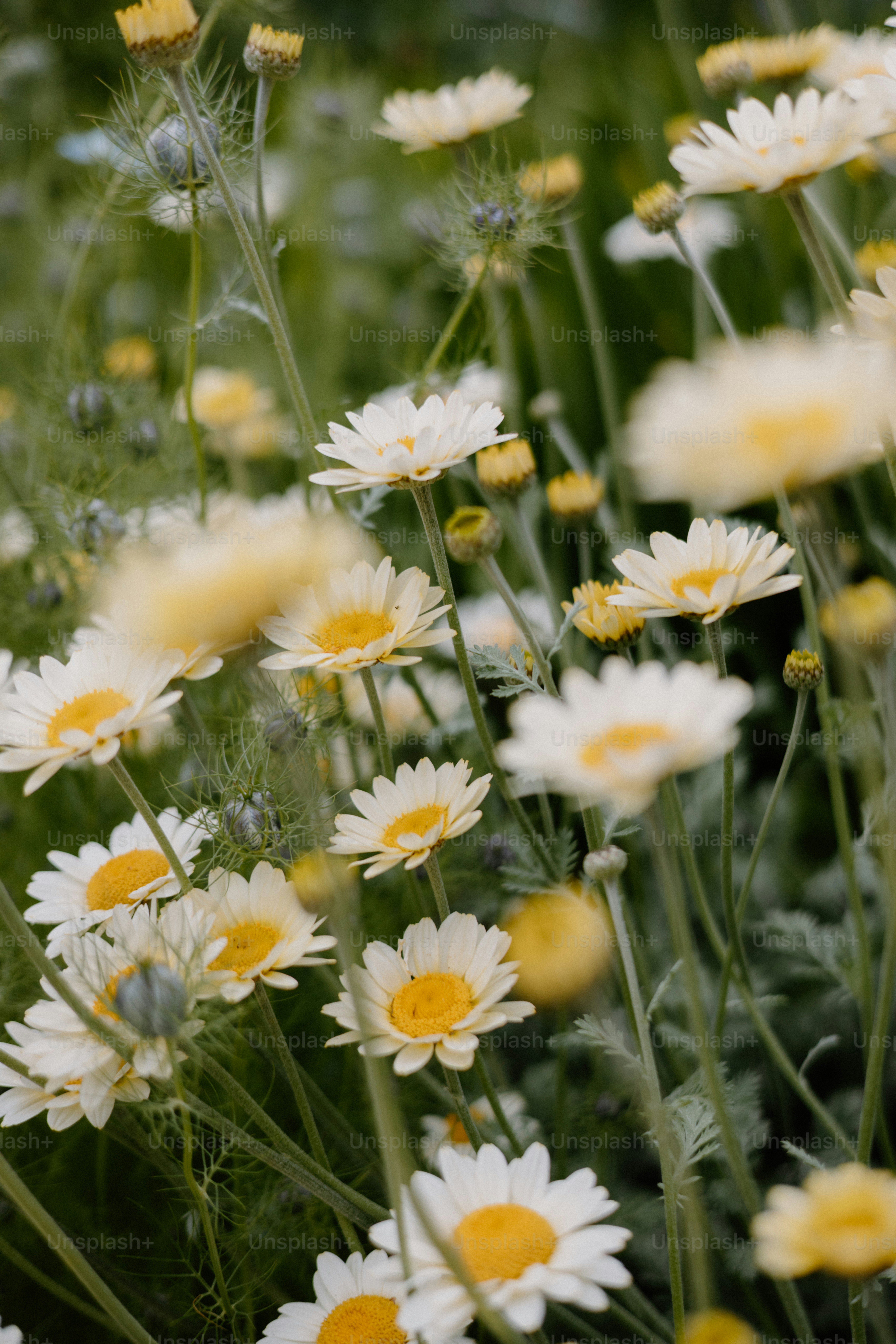 Daisies with yellow centers bloom in a field. photo – Flower Image on ...