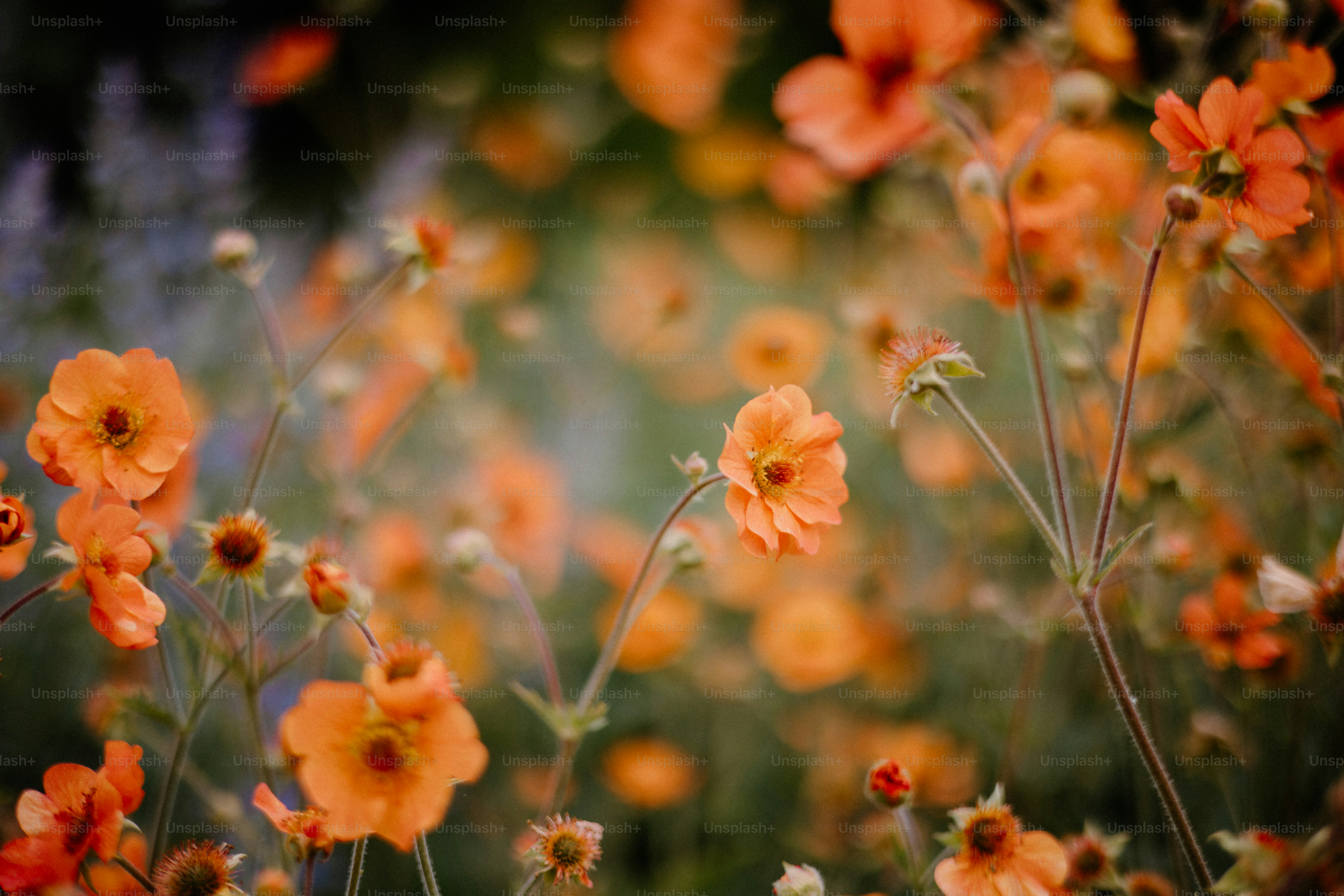 Beautiful orange flowers bloom in a soft focus. photo – Image on Unsplash