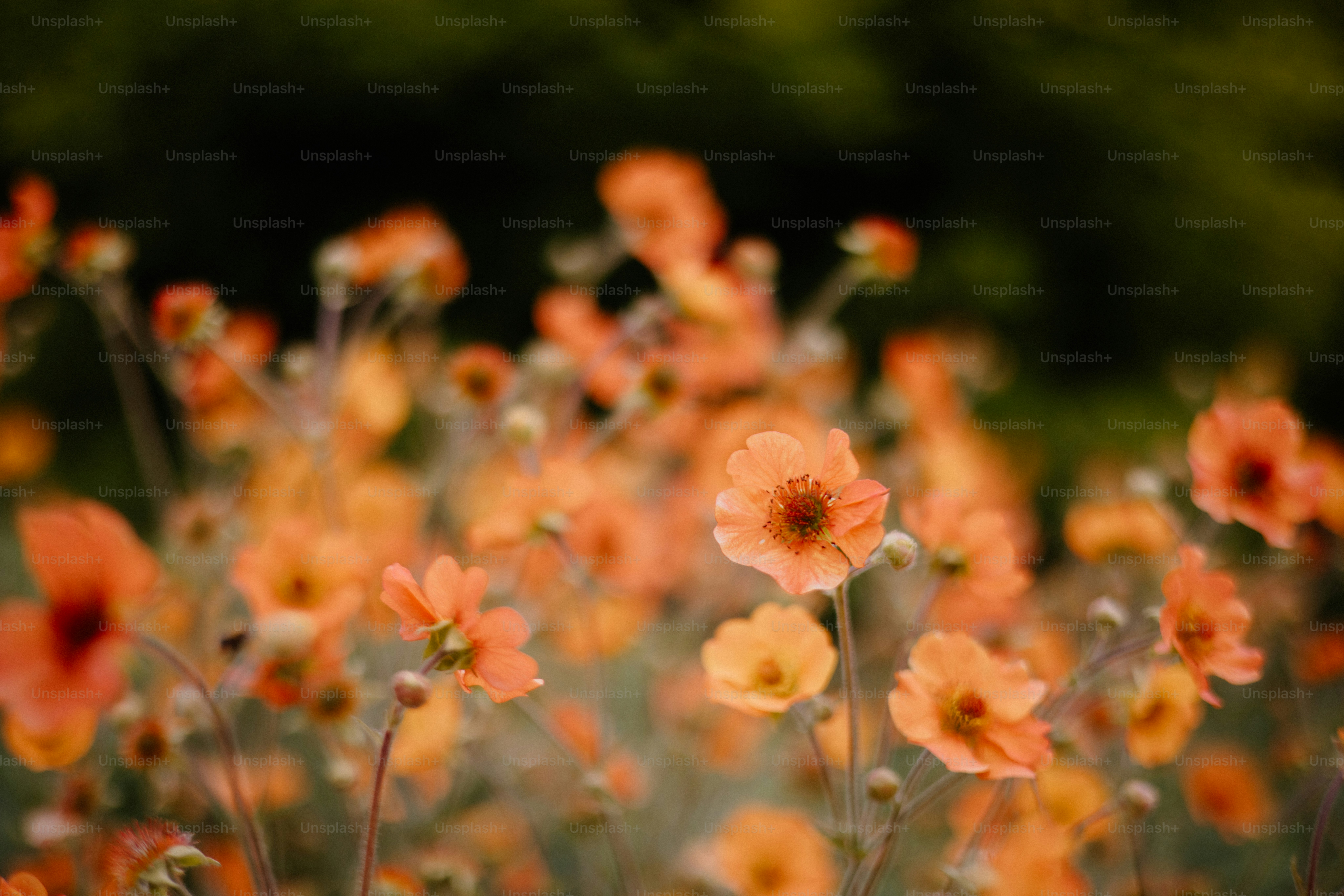 Orange flowers bloom in the garden. photo – Flowers Image on Unsplash