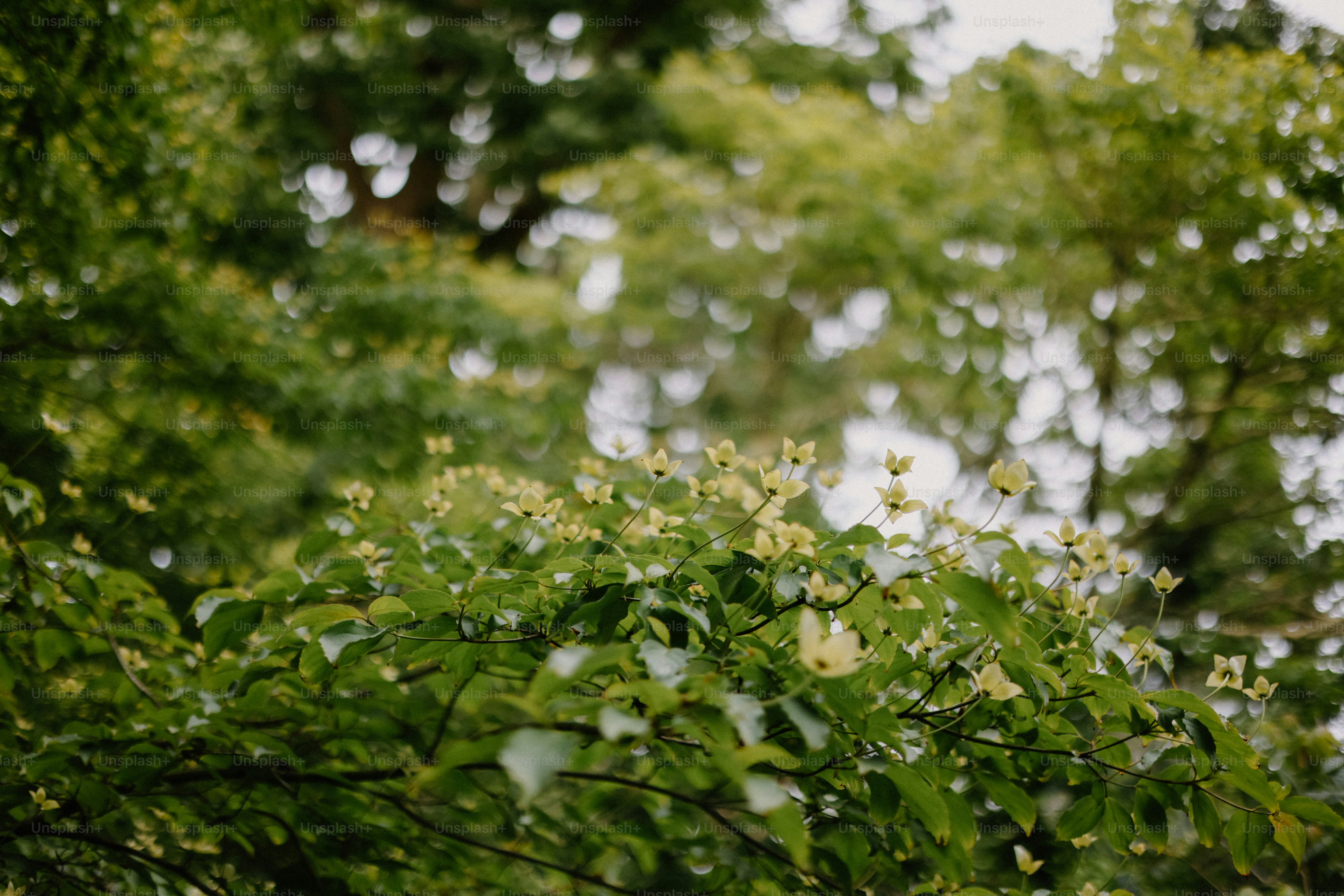 Lush greenery with light flowers. photo – Flowers Image on Unsplash