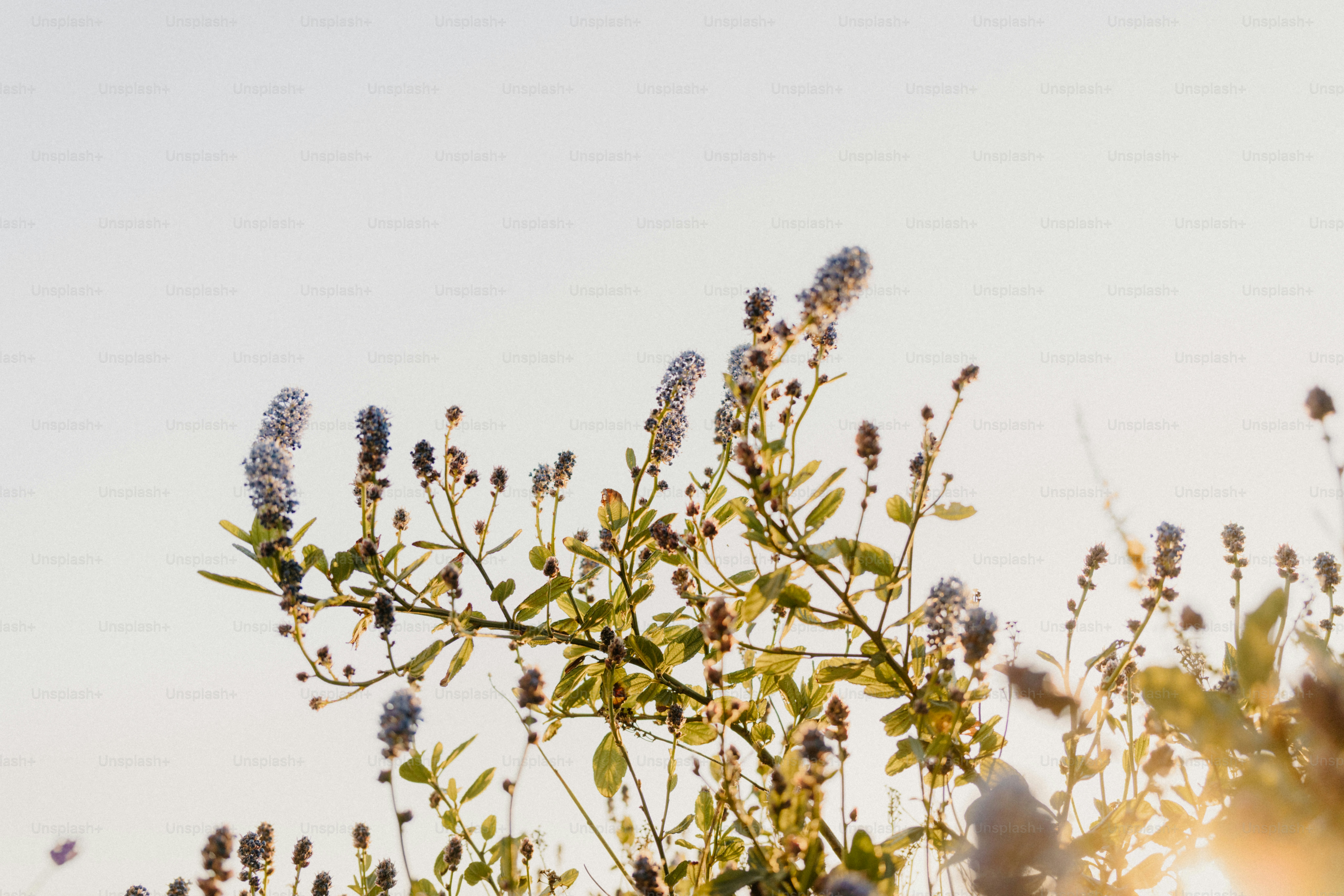 Foto Bunga menjangkau ke arah matahari. – Gambar Bunga di Unsplash