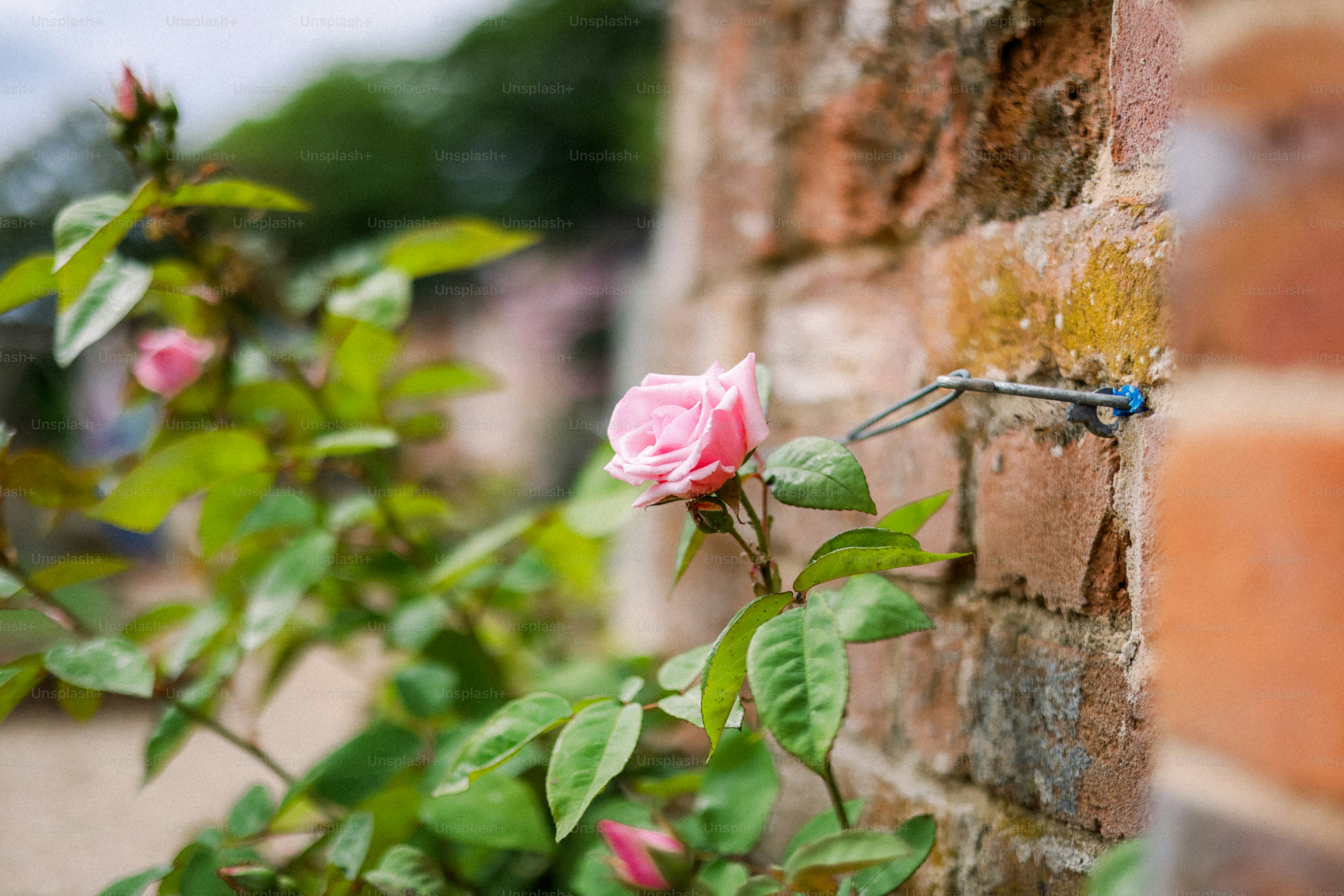 A brick house sits behind a wall of green. photo – Garden wall Image on ...