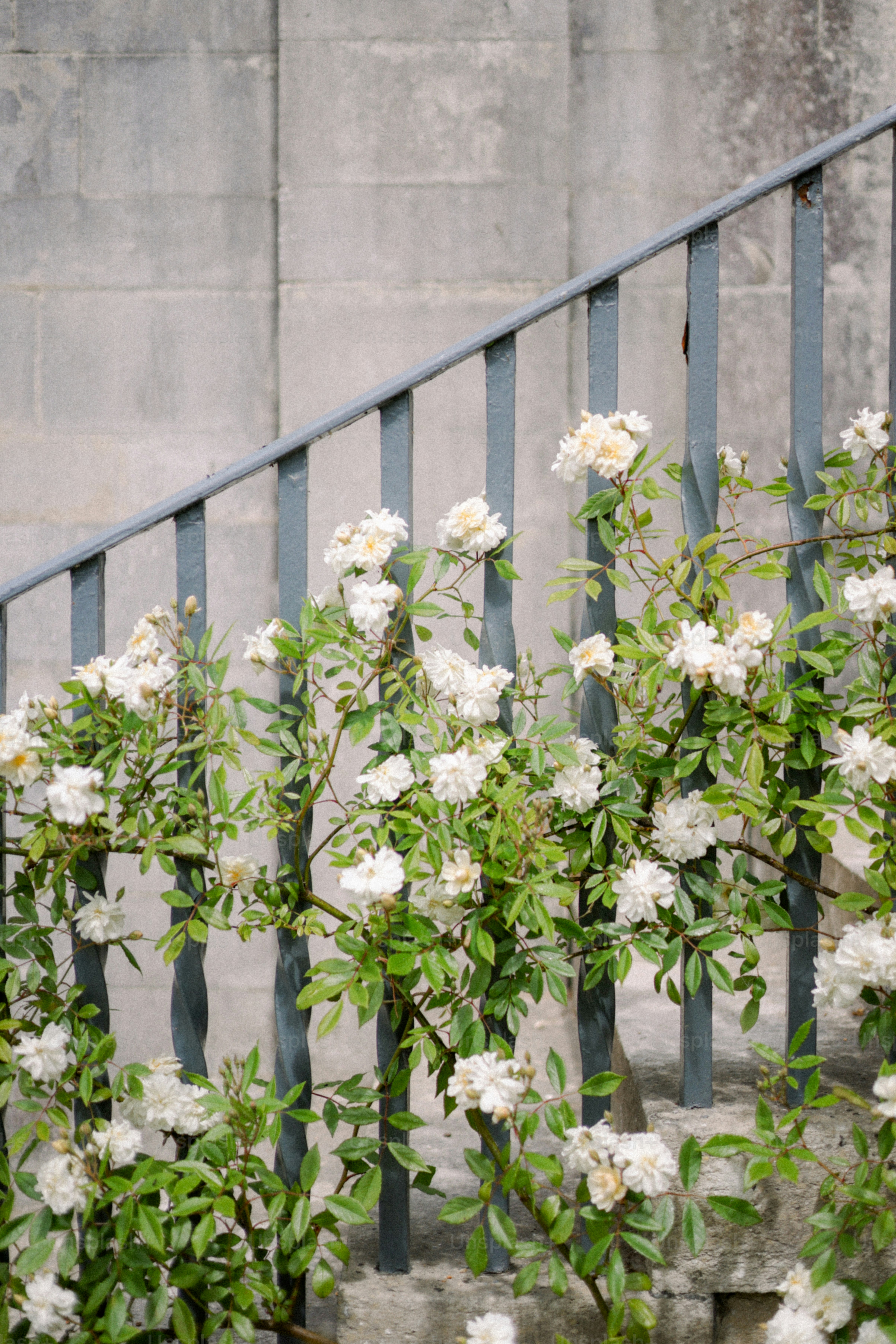 White roses climb up the railing of stone steps. photo – Flower Image ...