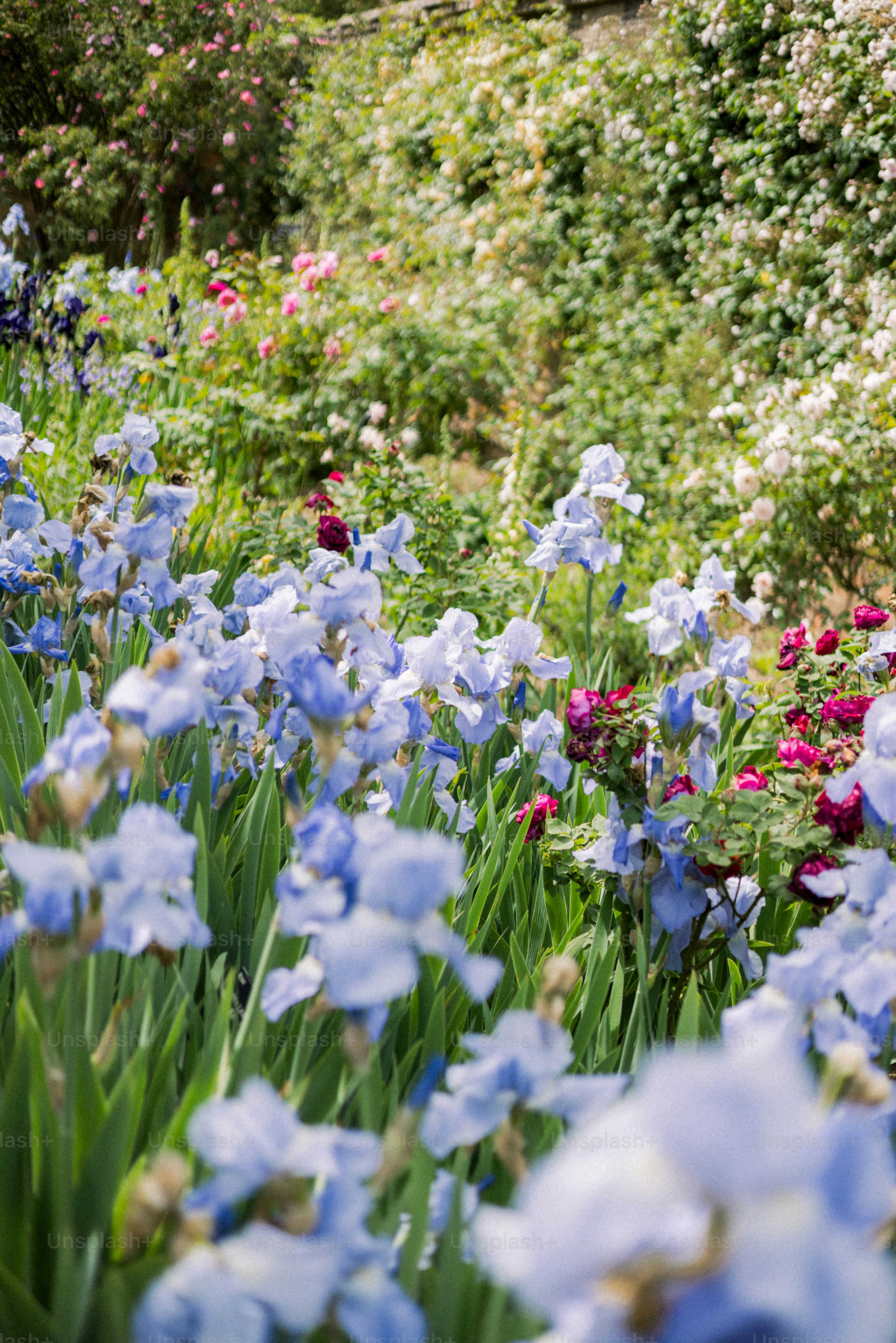 Los lirios azules florecen en medio de un hermoso jardín. foto – Imagen ...