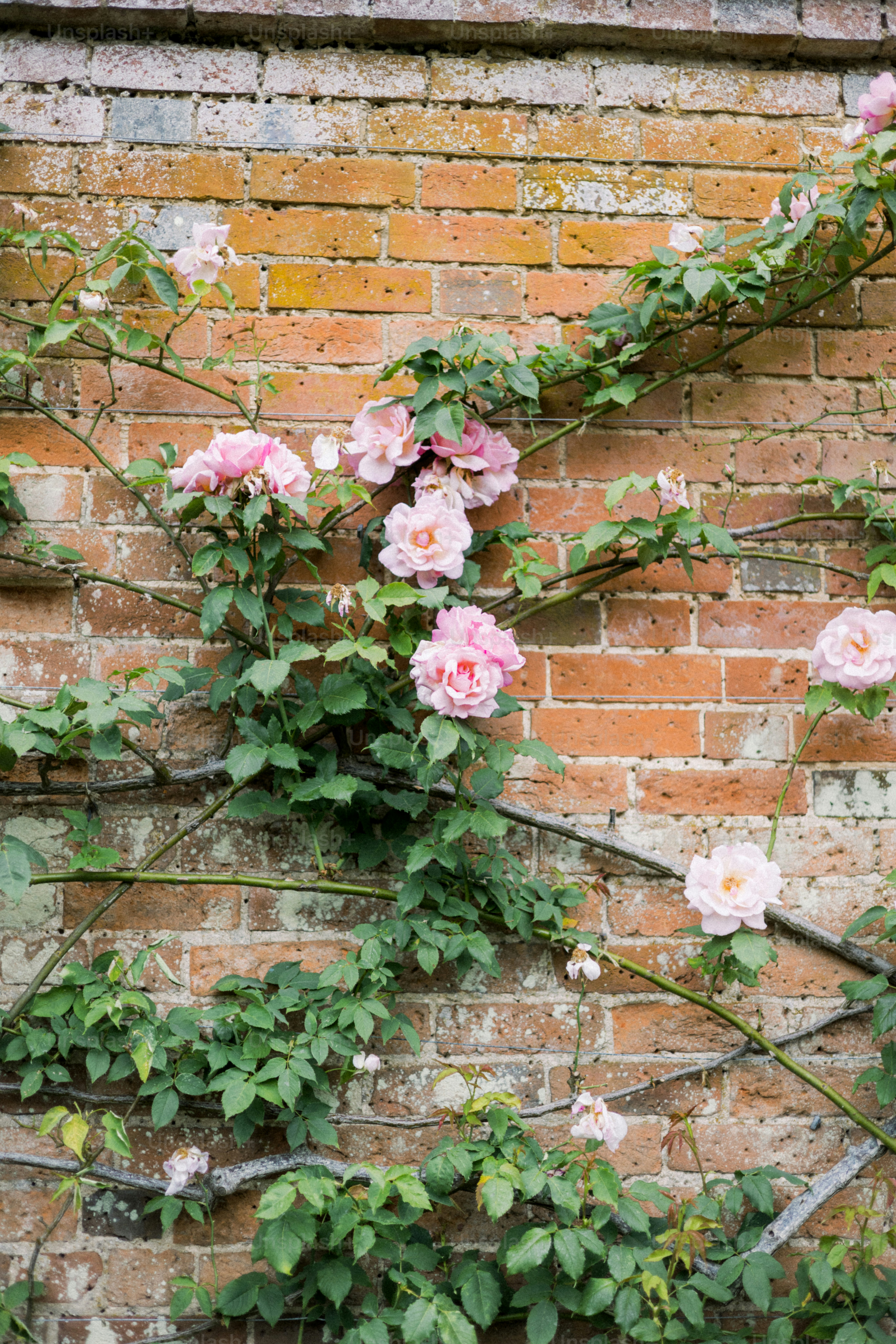 White roses are climbing an old brick wall. photo – Flowers Image on ...