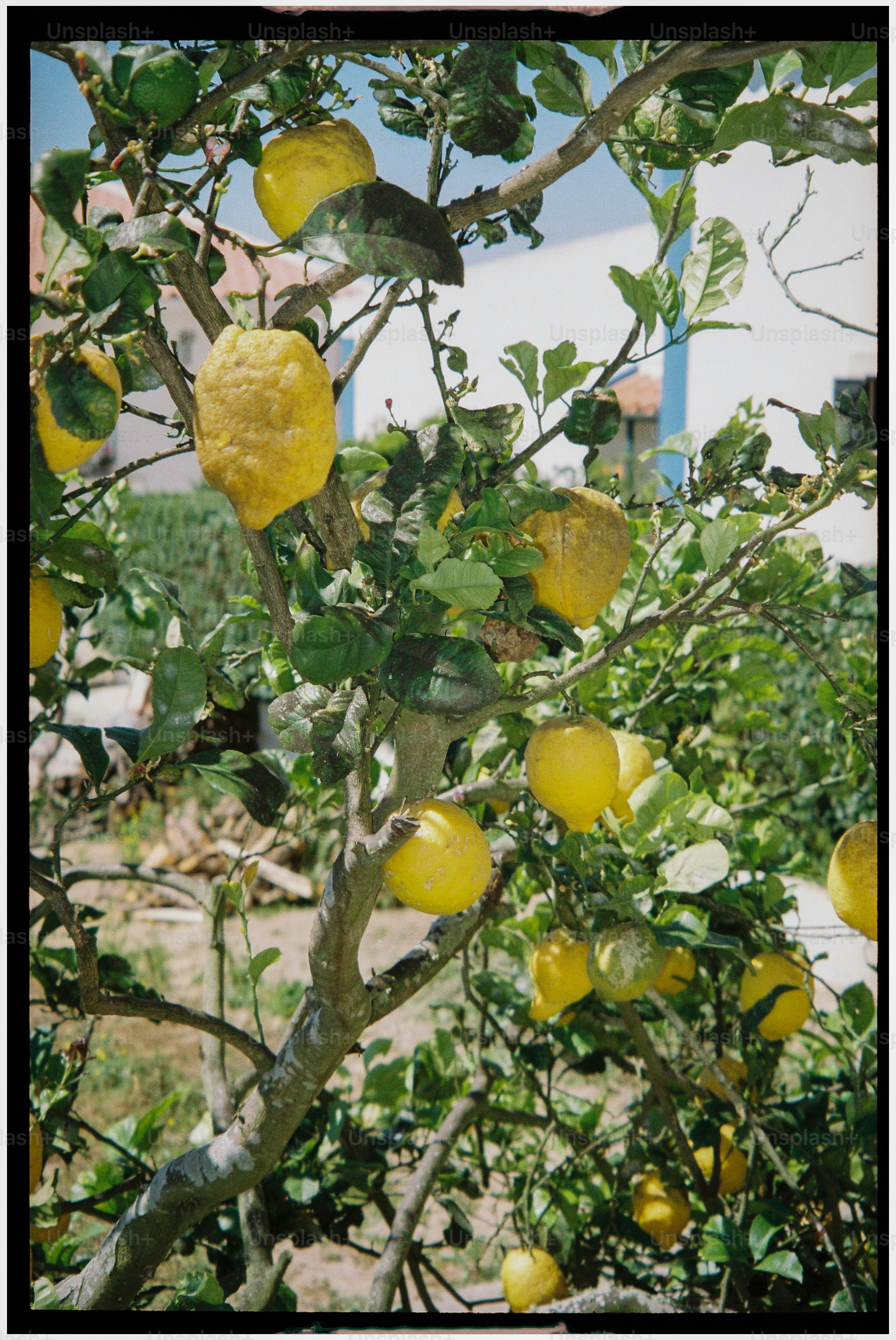 A lemon tree with ripe, yellow lemons. photo – Photography Image on ...