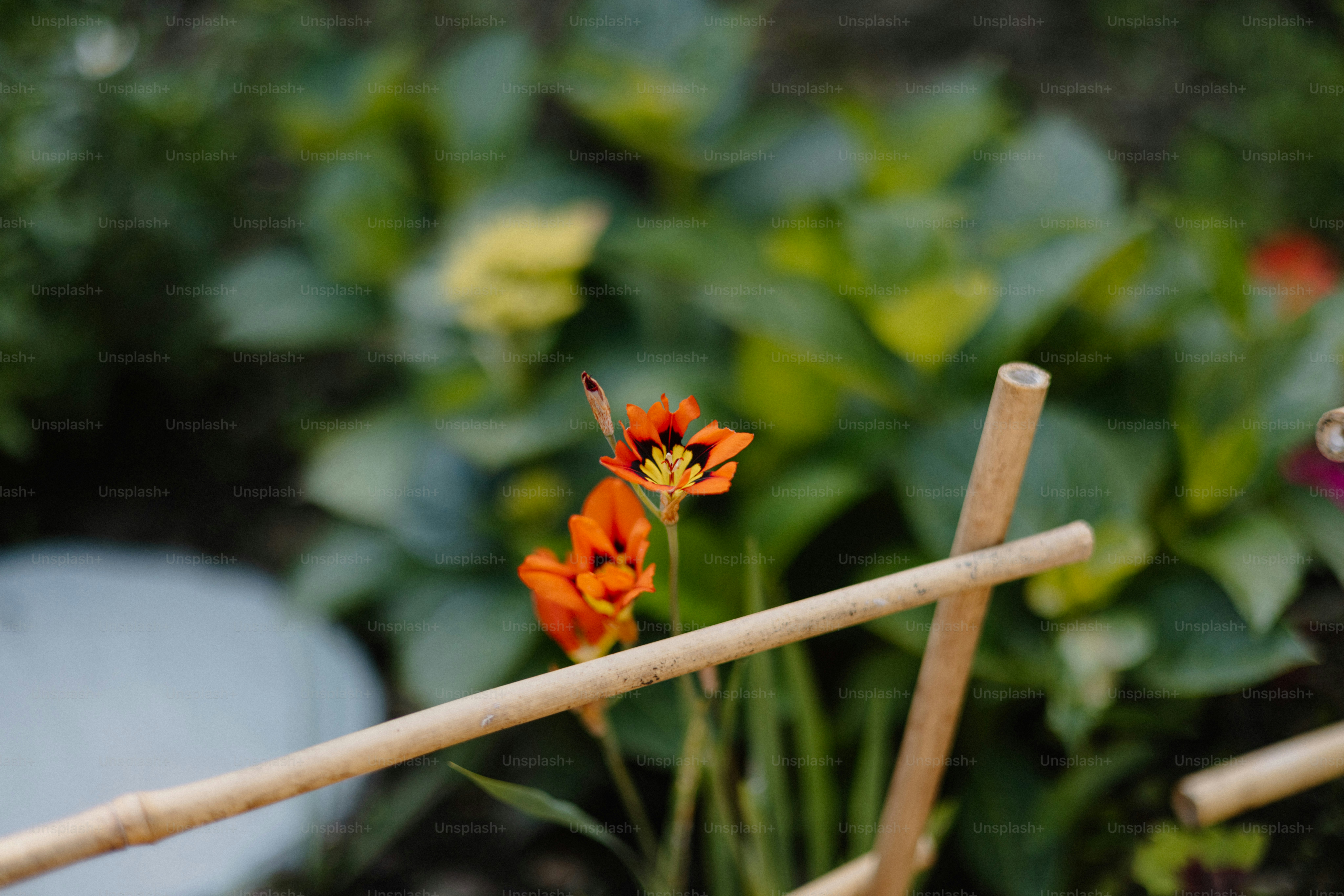 Orange flowers bloom in a garden. photo – Flowers Image on Unsplash