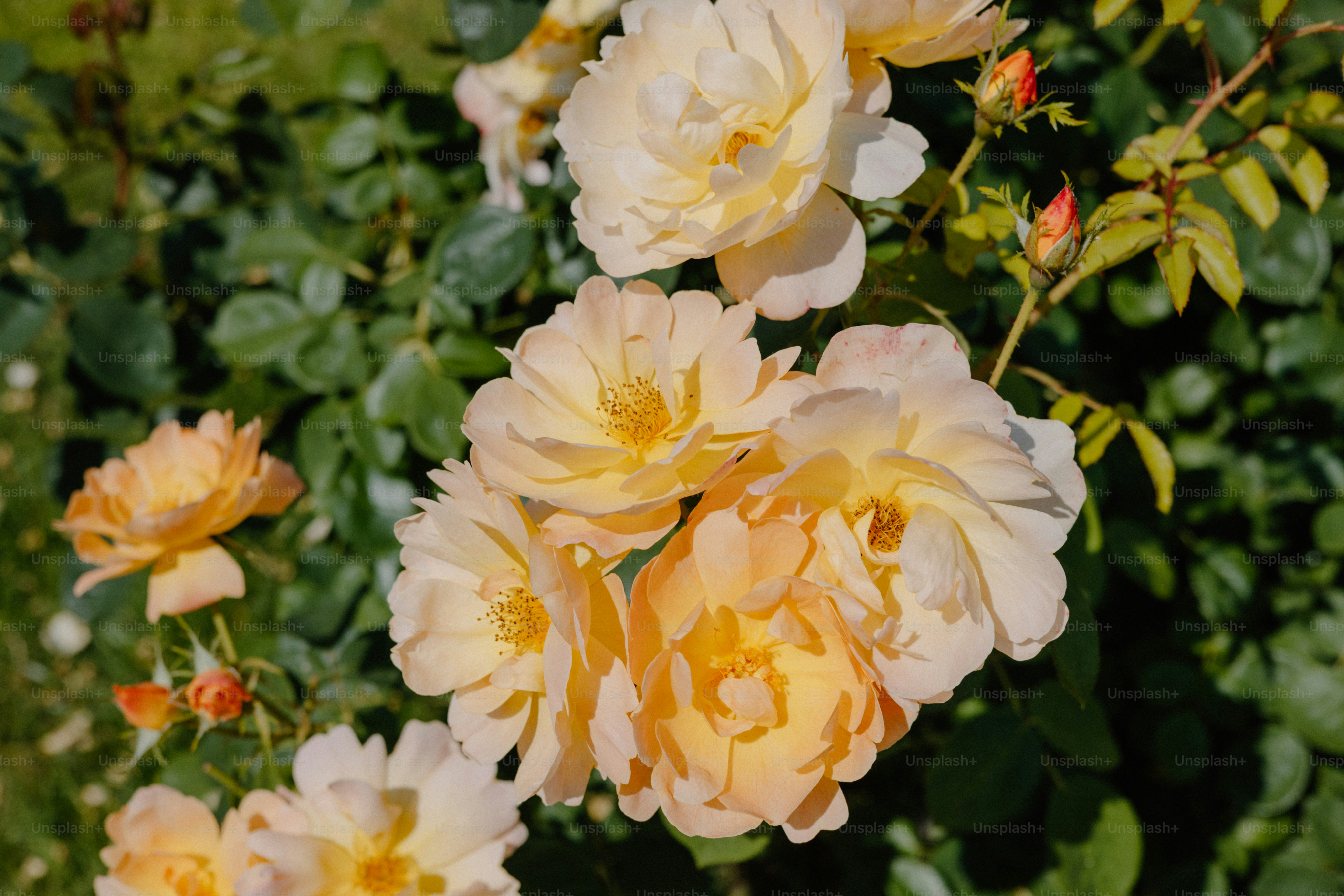 Beautiful, soft-yellow roses are in full bloom. photo – Flowers Image ...