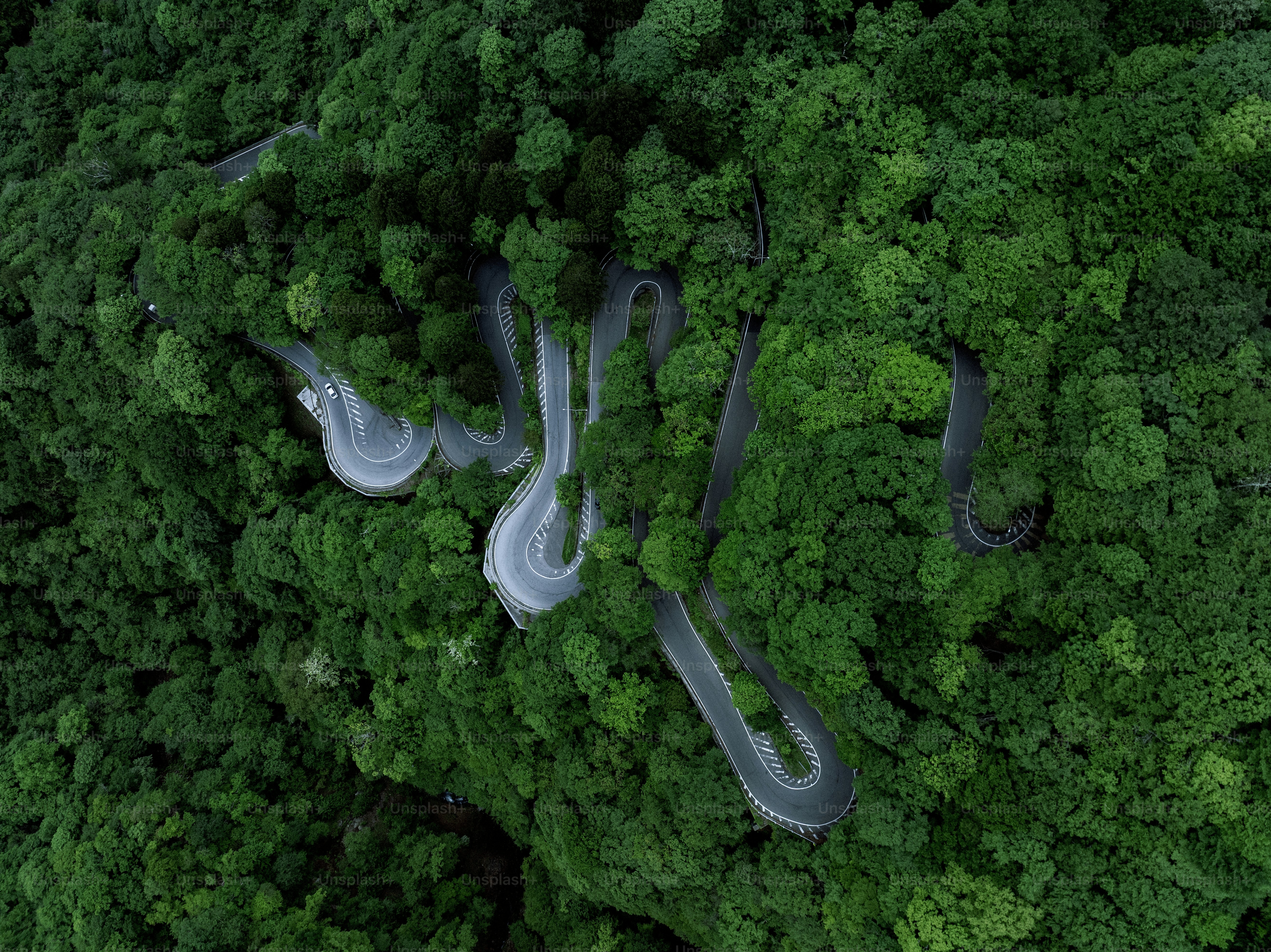 A winding road weaves through lush green trees. photo – Travel Image on ...
