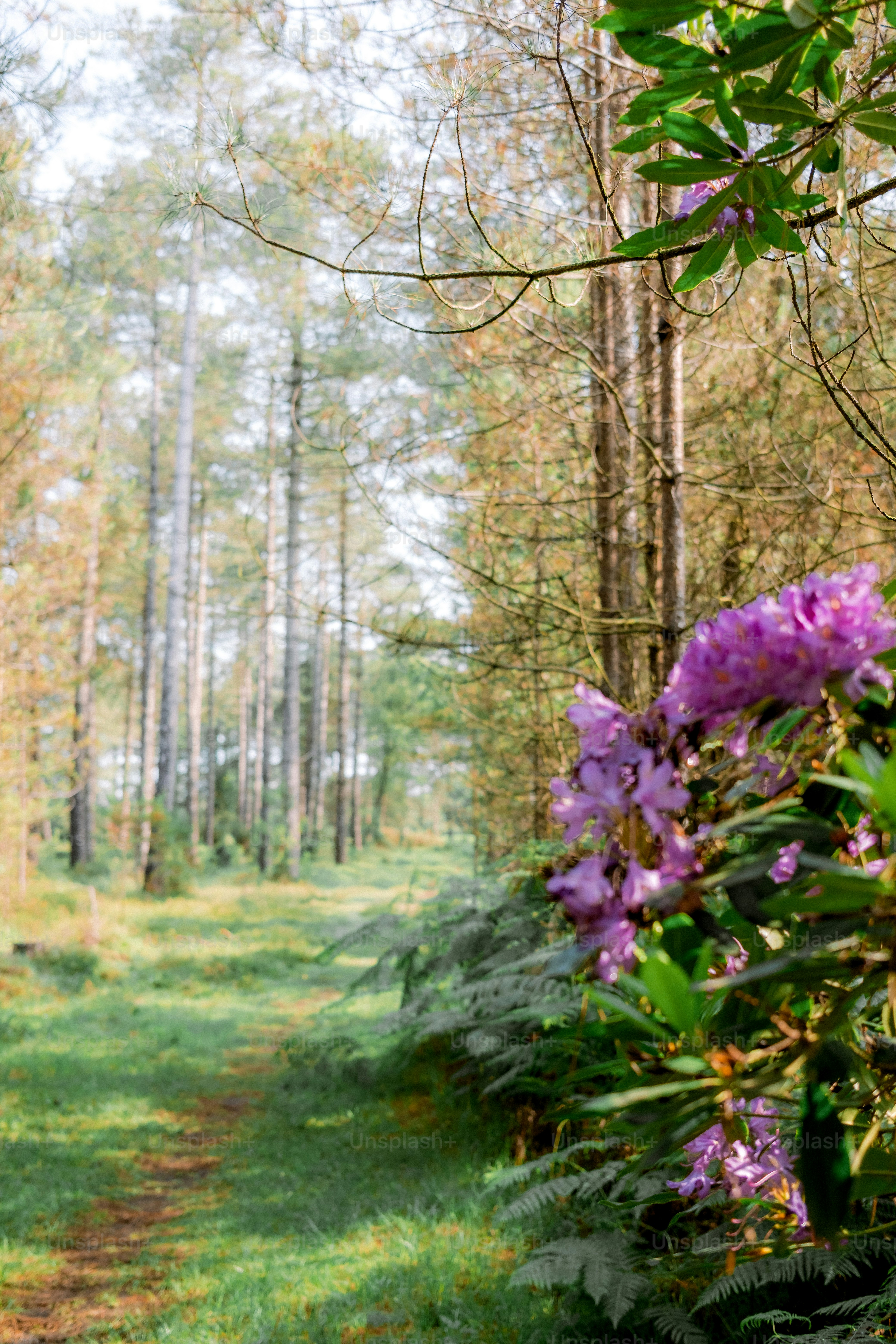 A peaceful path winds through a beautiful forest. photo – Forest Image ...