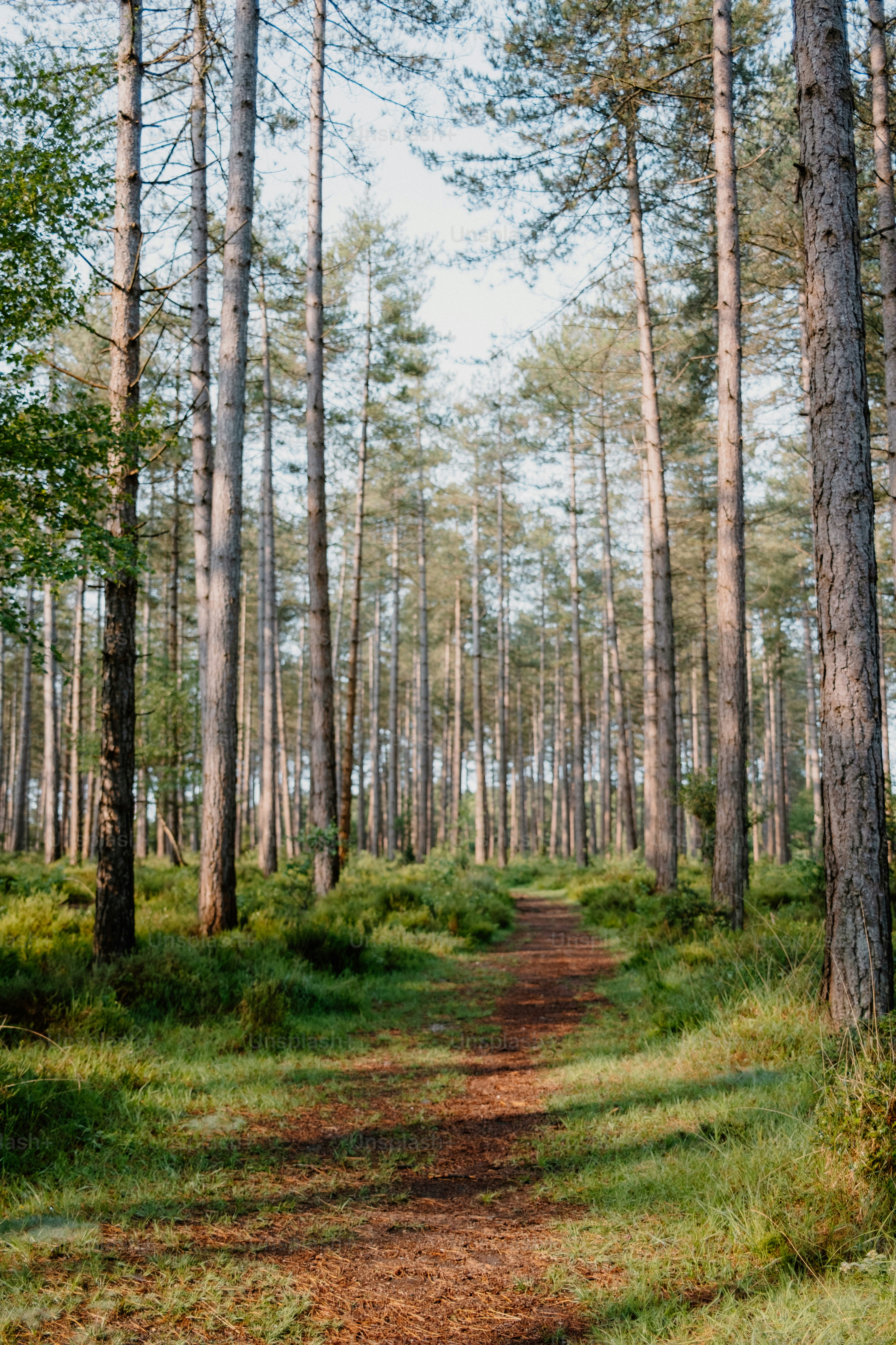 A peaceful path winds through a beautiful forest. photo – Forest Image ...