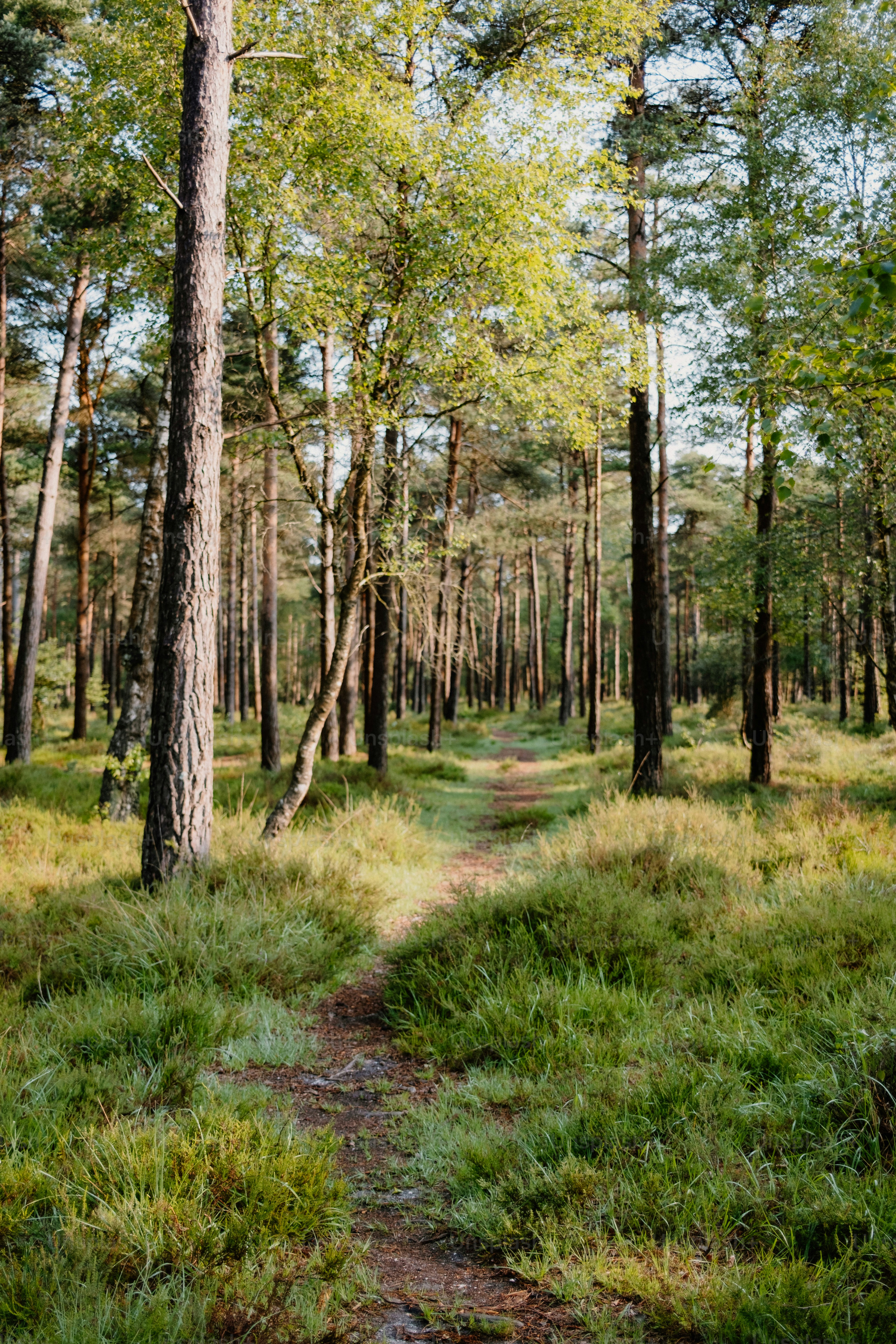 A peaceful path winds through a beautiful forest. photo – Forest Image ...