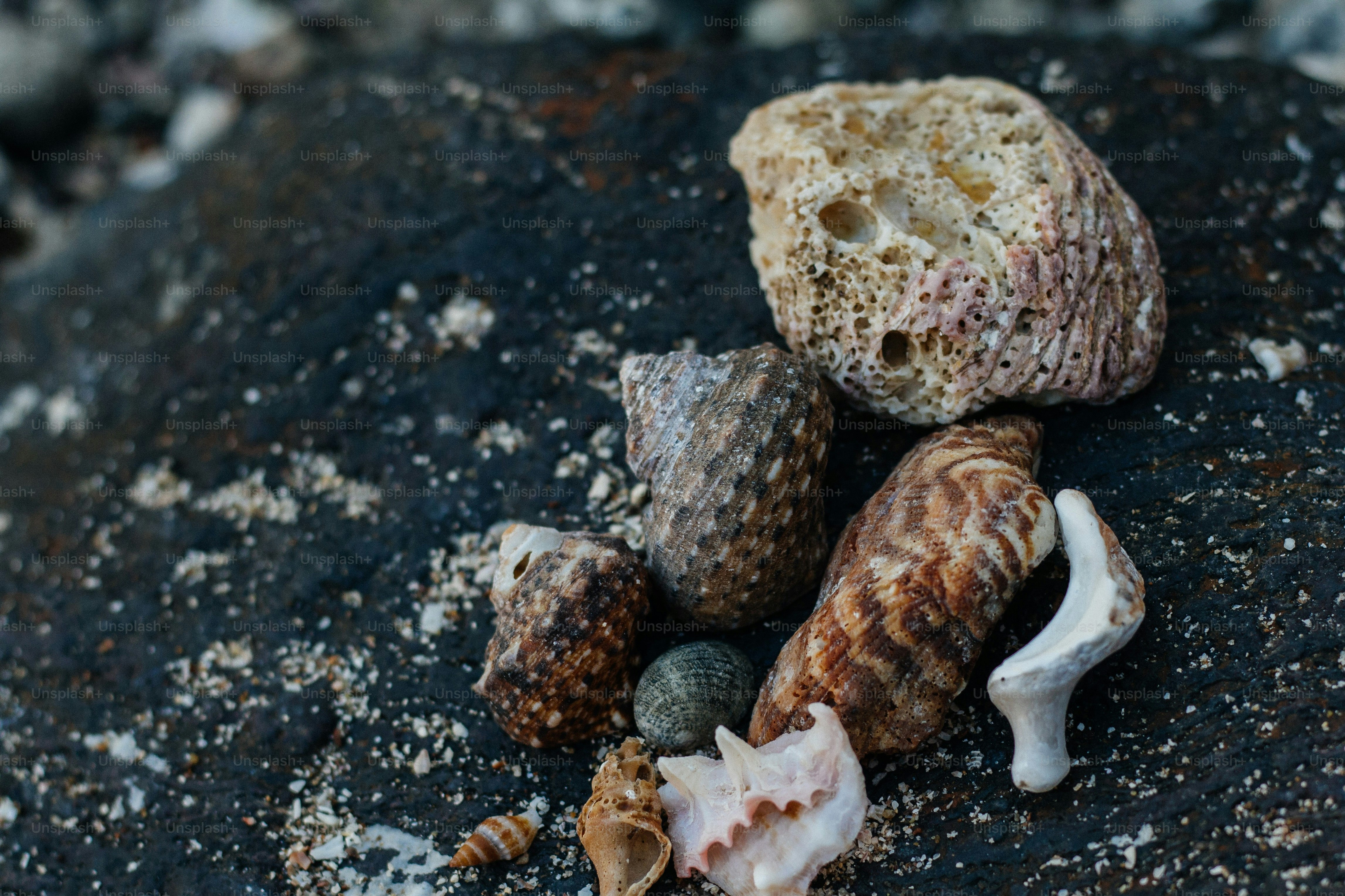 Seashells and rocks rest on a dark surface. photo – Holiday Image on ...
