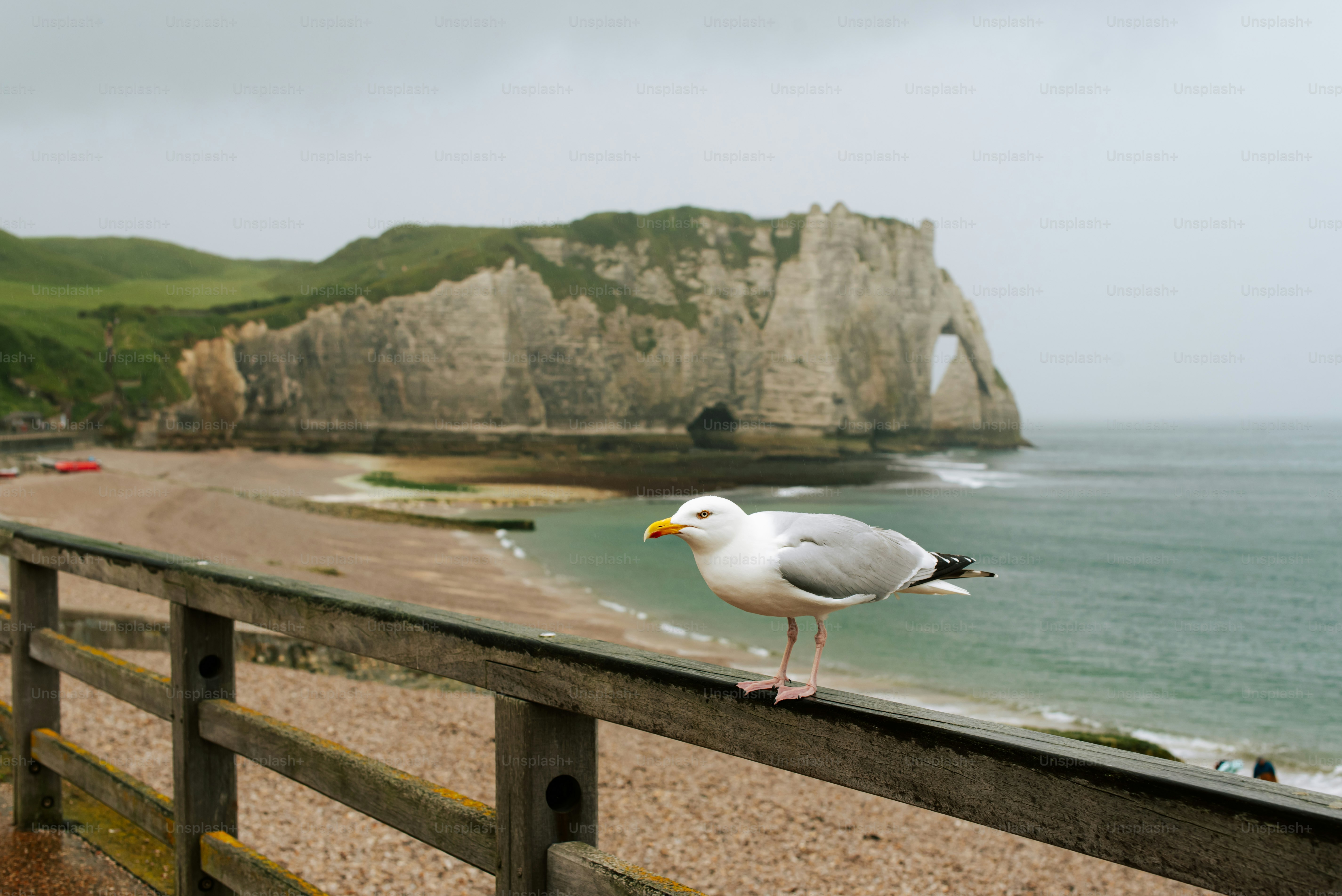 Seagull poses on a railing with a coastal backdrop. photo – France ...