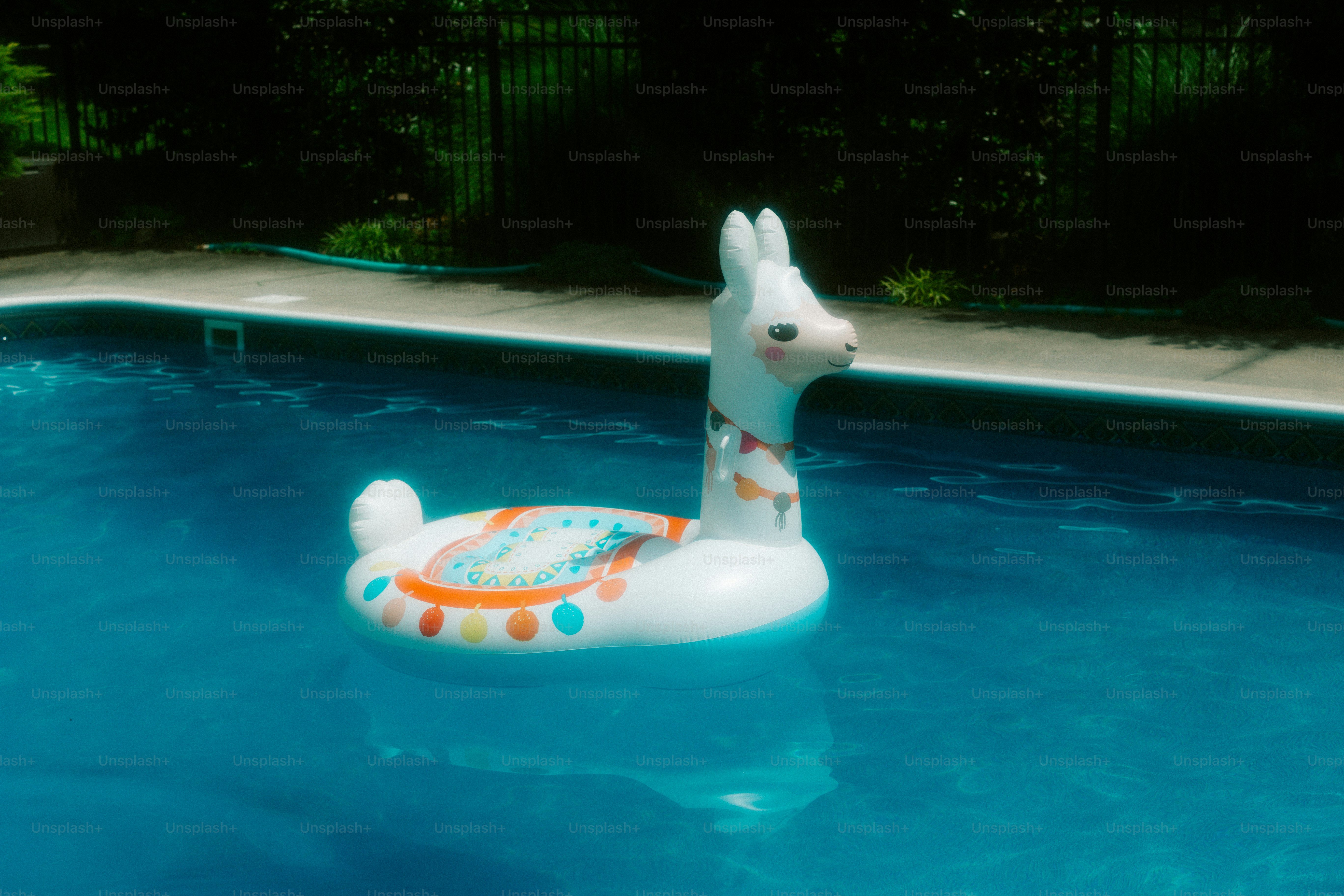 Llama floats joyfully in a bright blue pool. photo – Summer Image on Unsplash