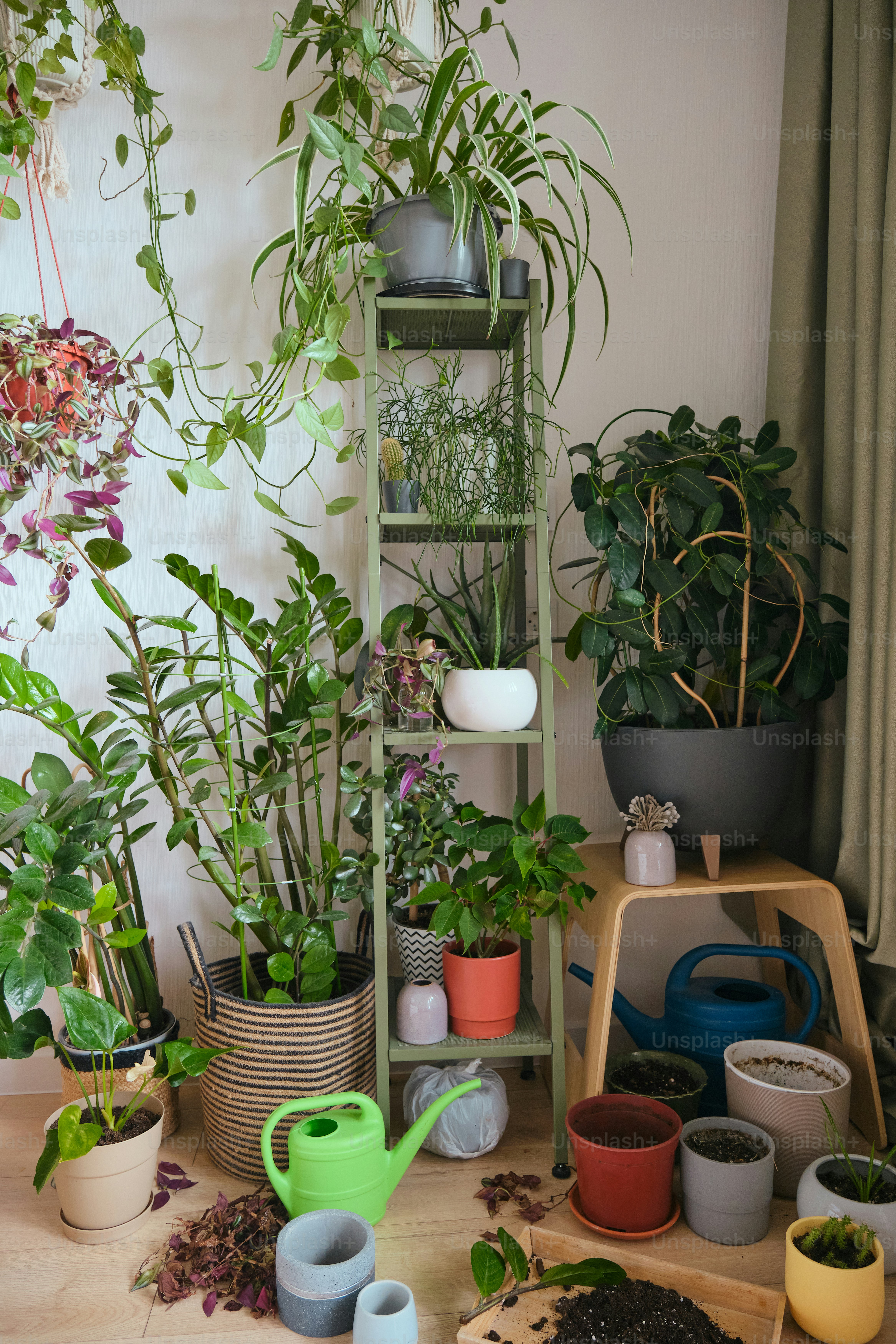 A variety of houseplants displayed indoors. photo – Still life Image on ...