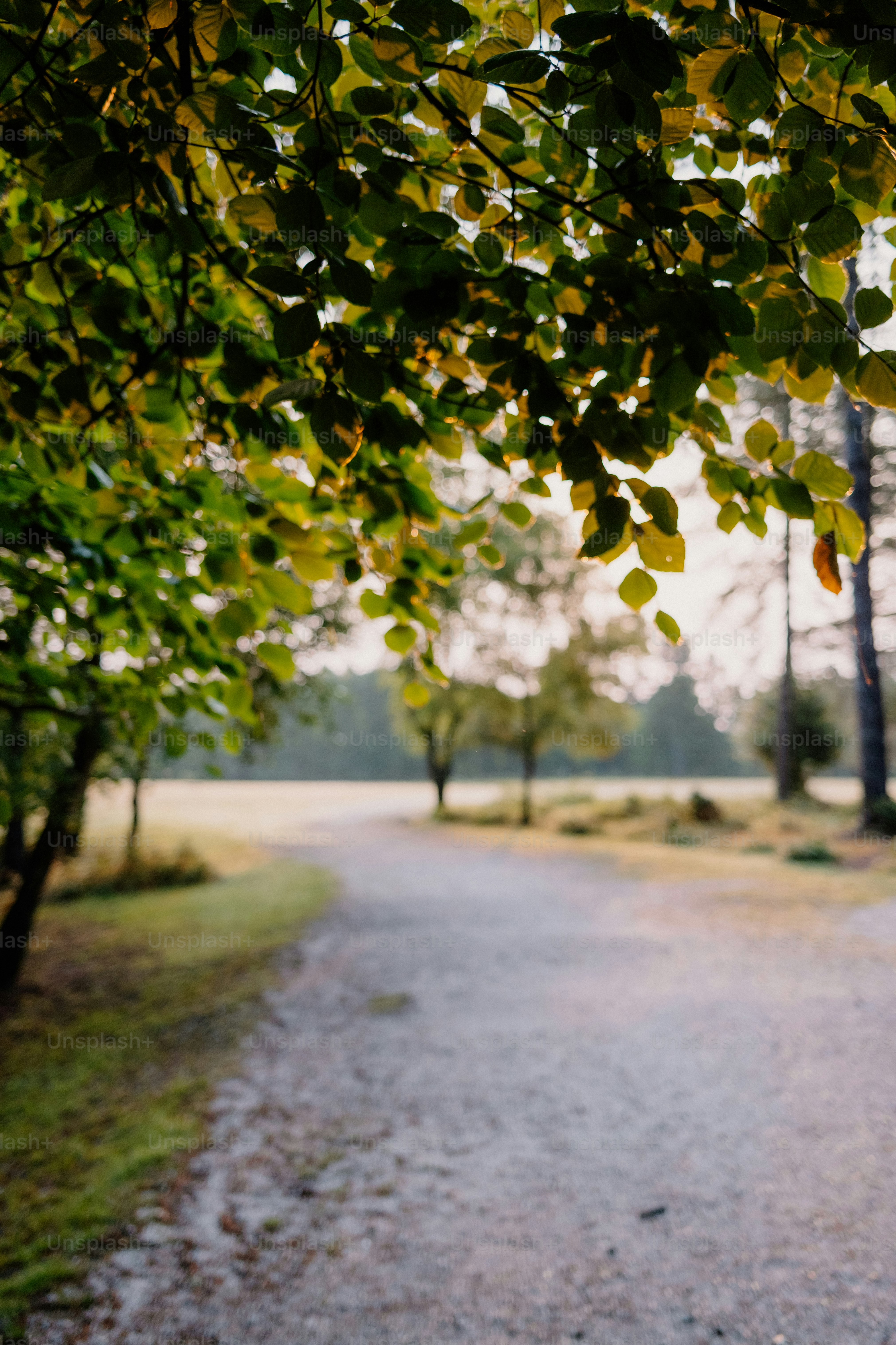 Leaves overhang a gravel path in nature. photo – Forest Image on Unsplash