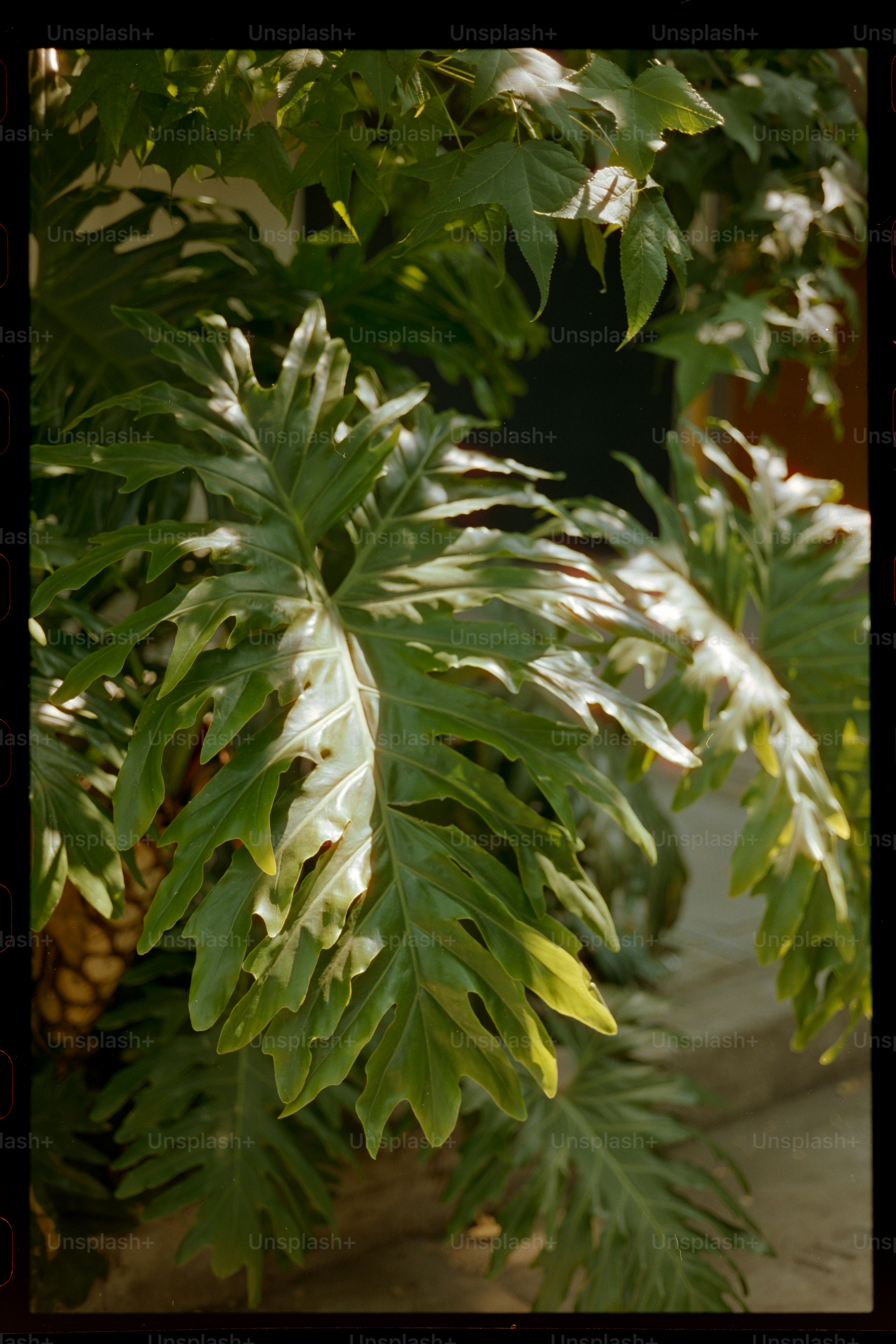 Large, green plant with interesting leaves. photo – Retro Image on Unsplash