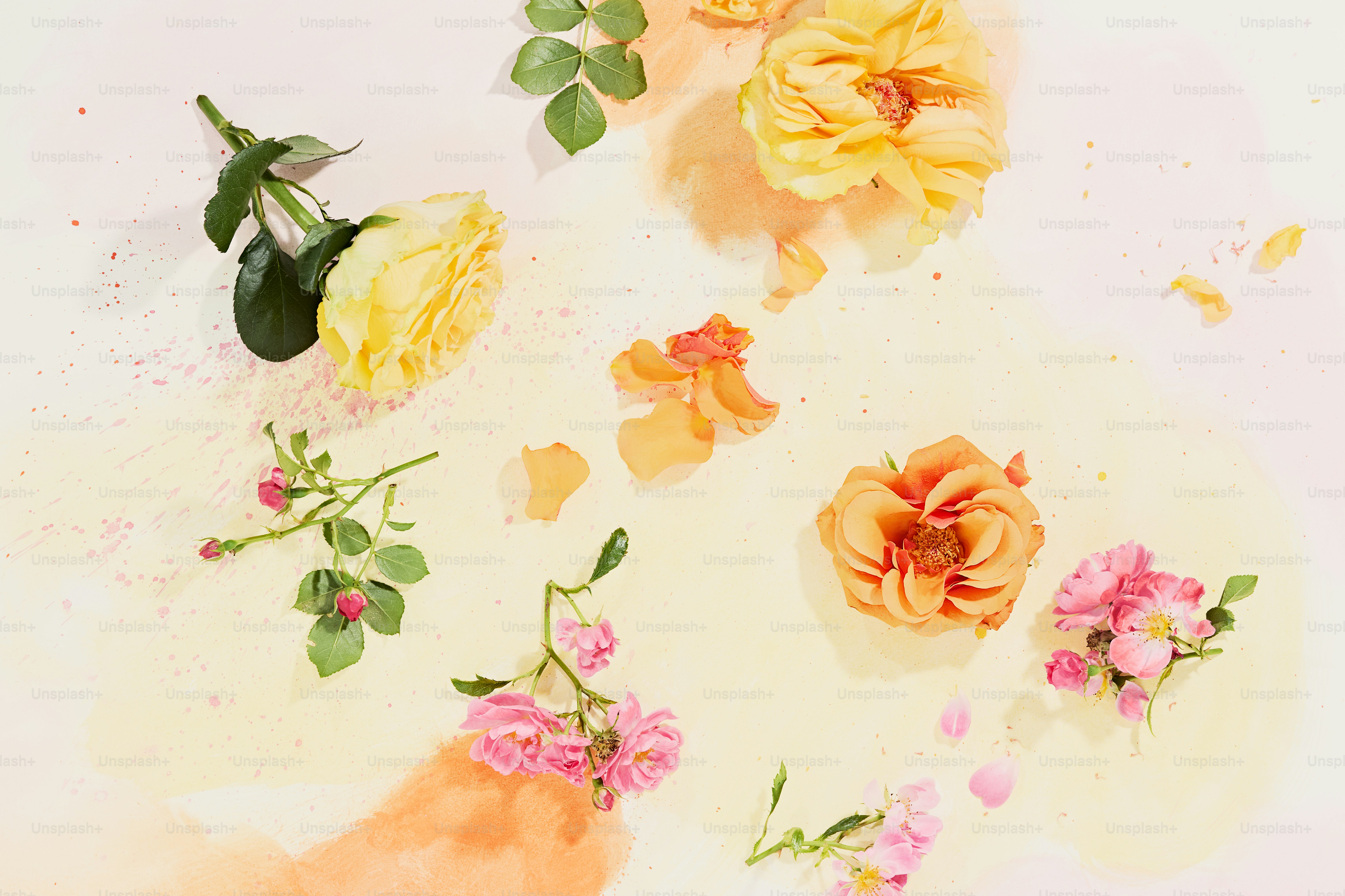 Yellow and pink roses are scattered. photo – Flowers Image on Unsplash