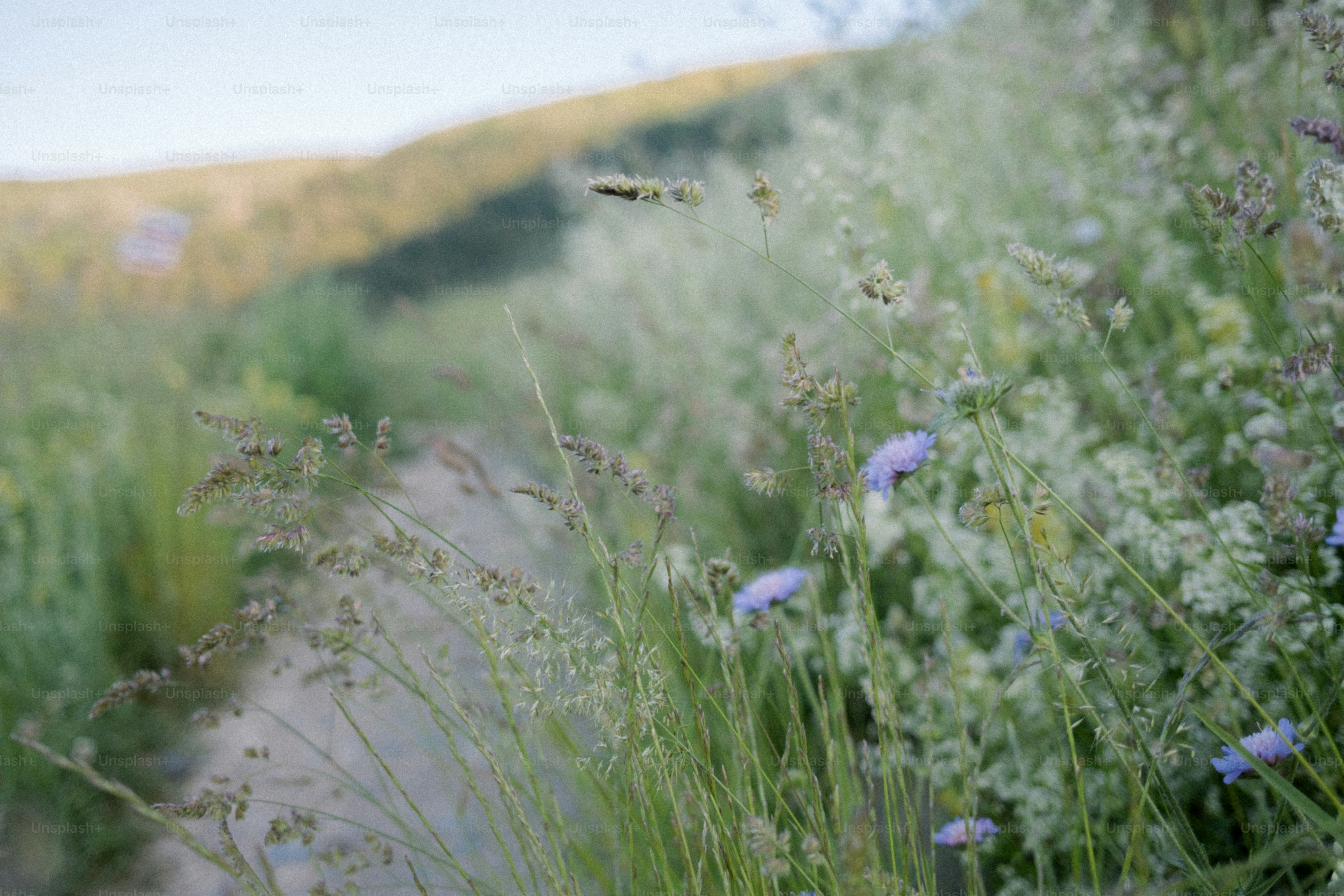 A grassy trail leads through a field of flowers. photo – Mountains ...