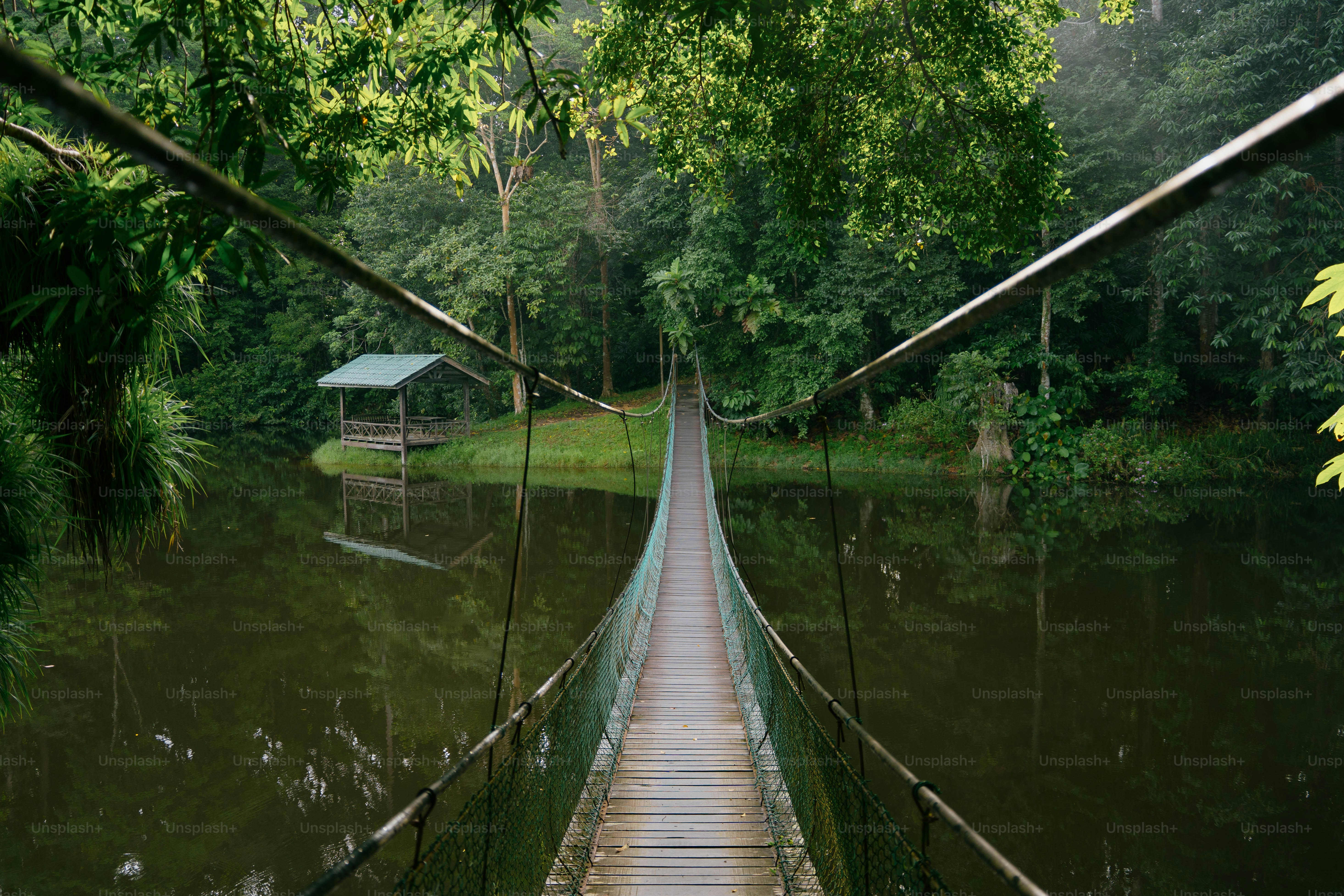 Suspension bridge leads into a lush, green forest. photo – Travel Image ...