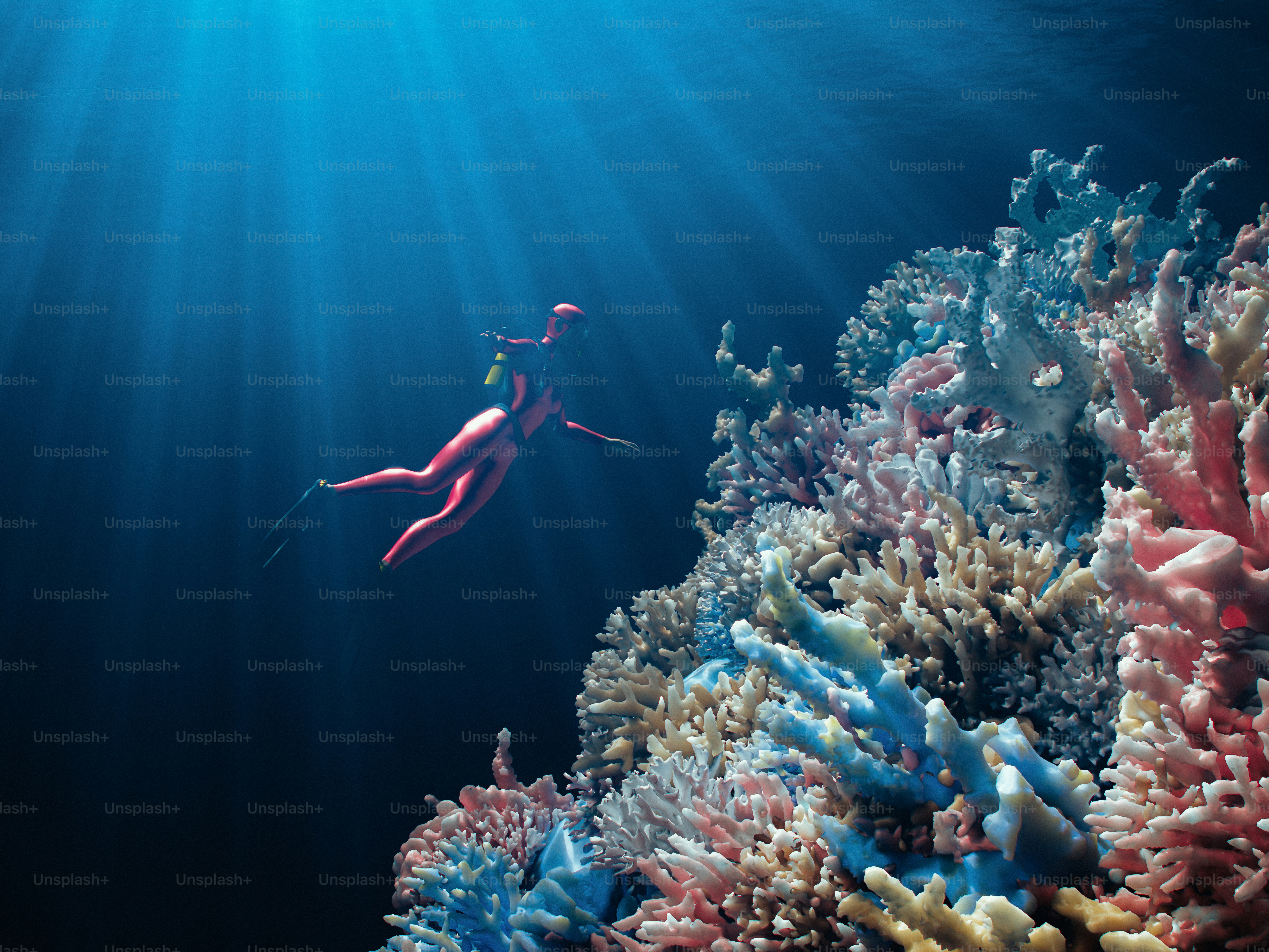 A diver swims past colorful coral reefs. photo – Wallpaper Image on ...